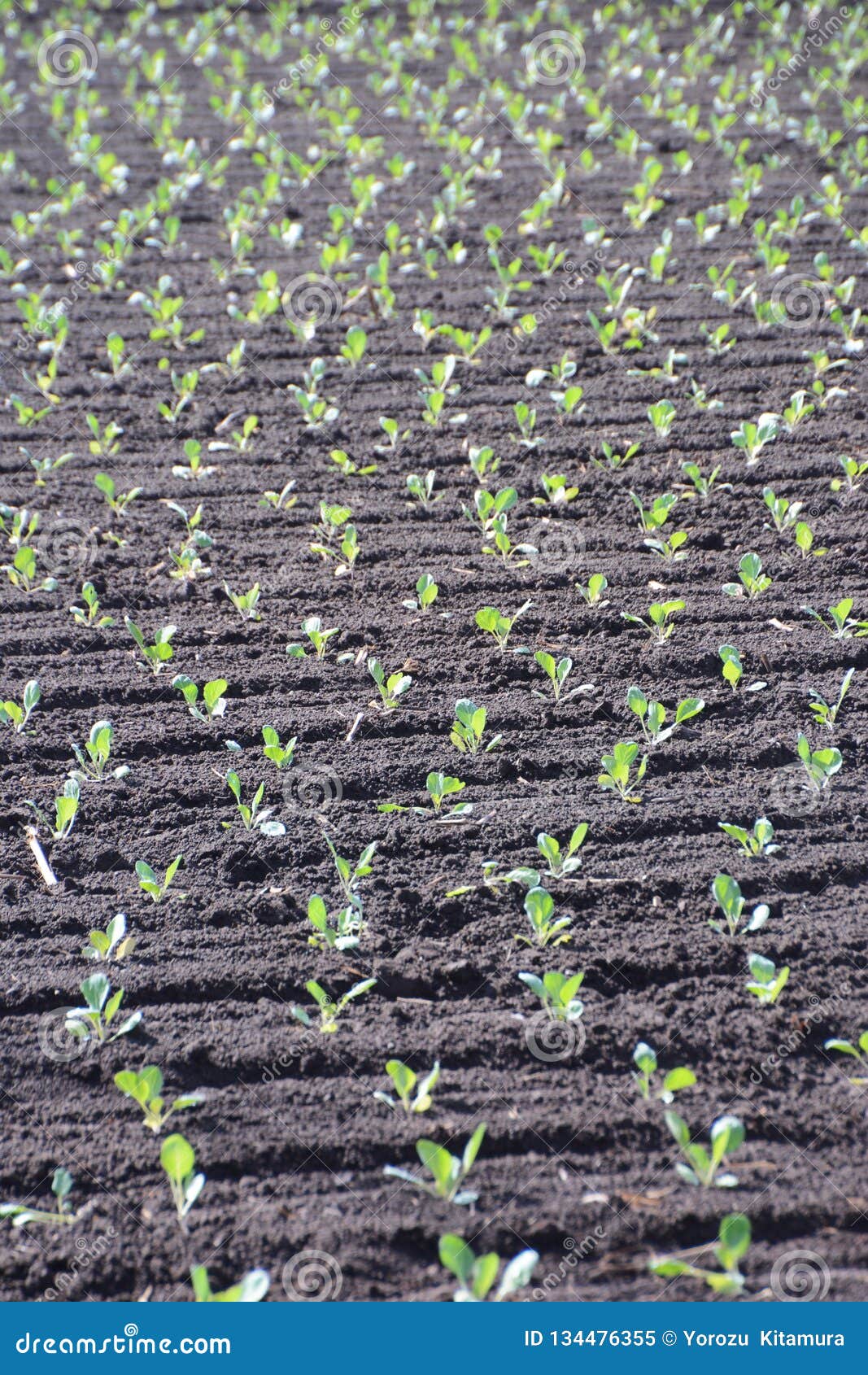 Cabbage cultivation stock image. Image of closeup, agriculture - 134476355