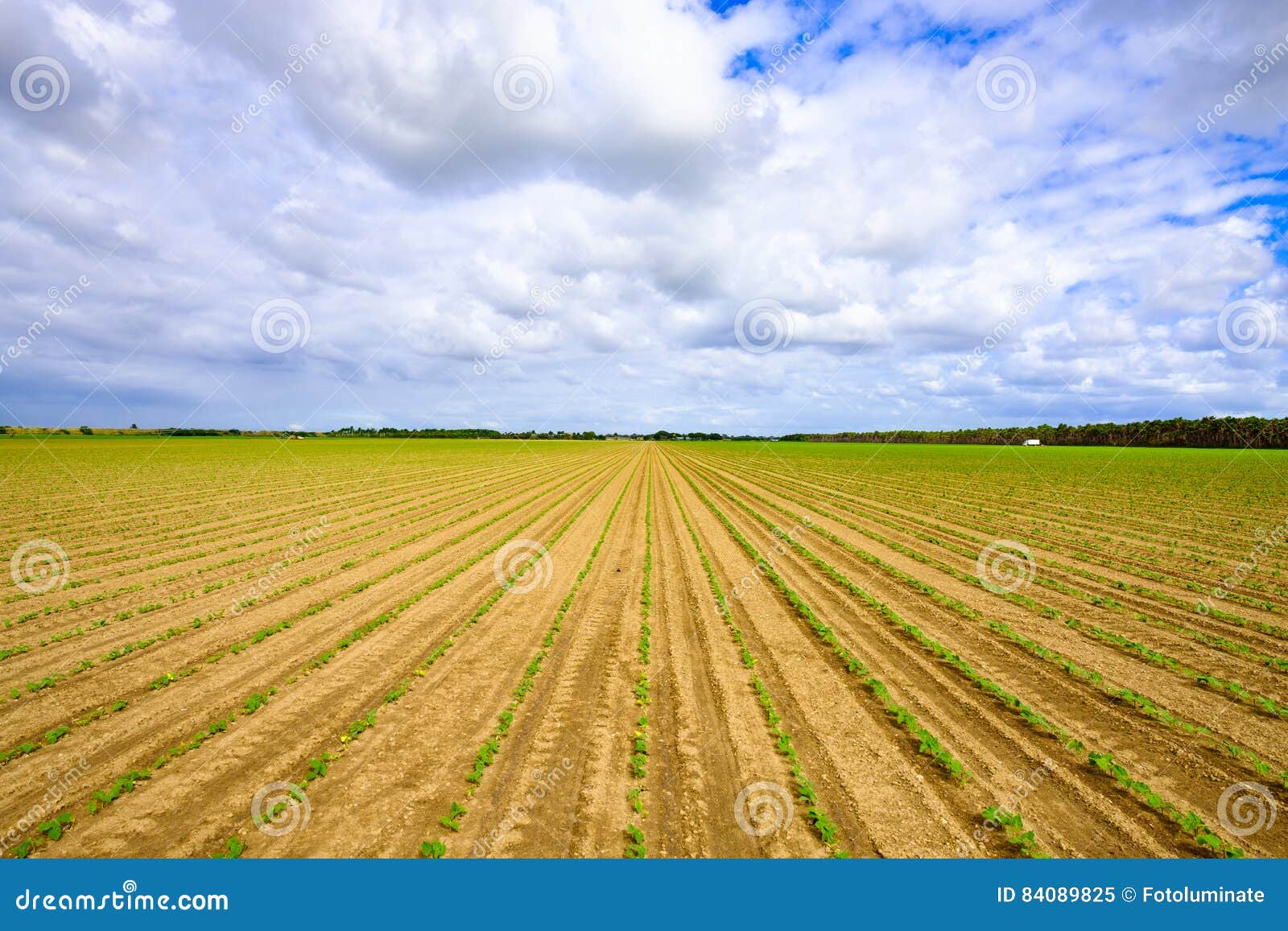 Agriculture Vegetable Field Stock Image - Image of outdoor, clouds ...
