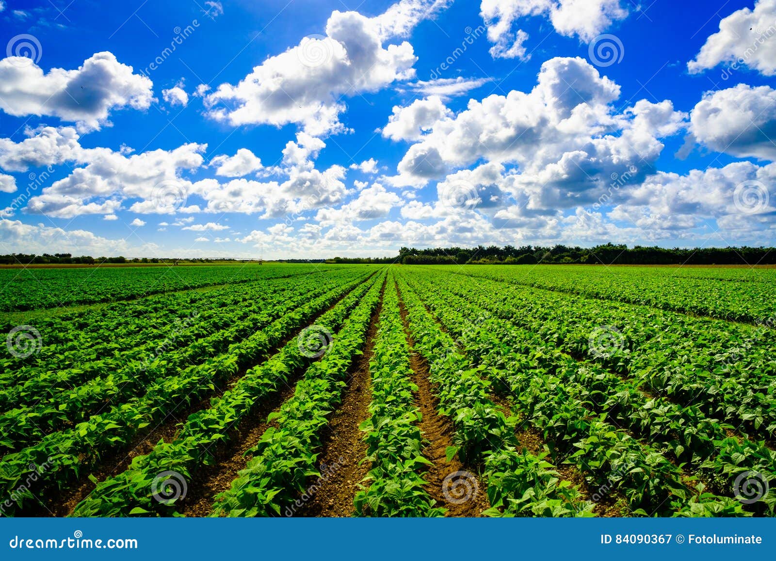 Agriculture Vegetable Field Stock Image - Image of farming, countryside ...