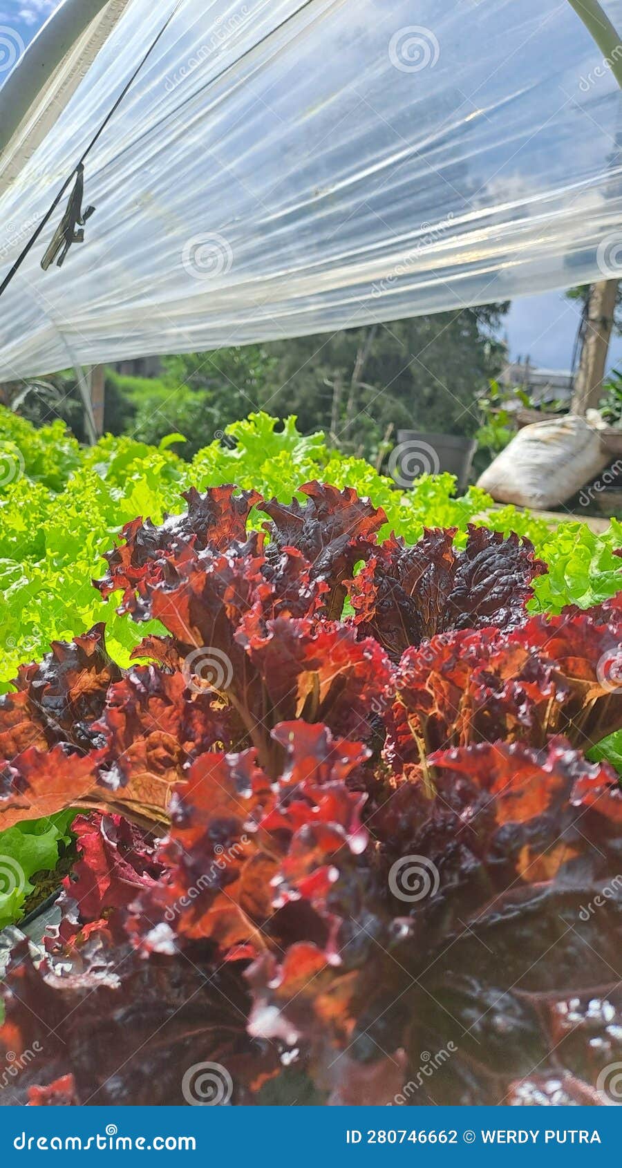 Agriculture Vegetable Latuce Fresh Red Green Stock Photo - Image of ...