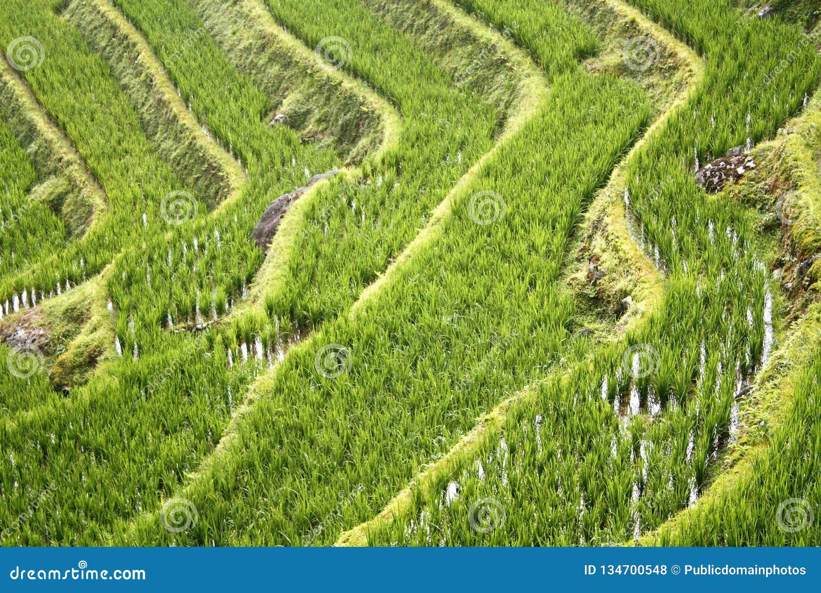 Agriculture, Vegetation, Terrace, Field Picture. Image: 134700548