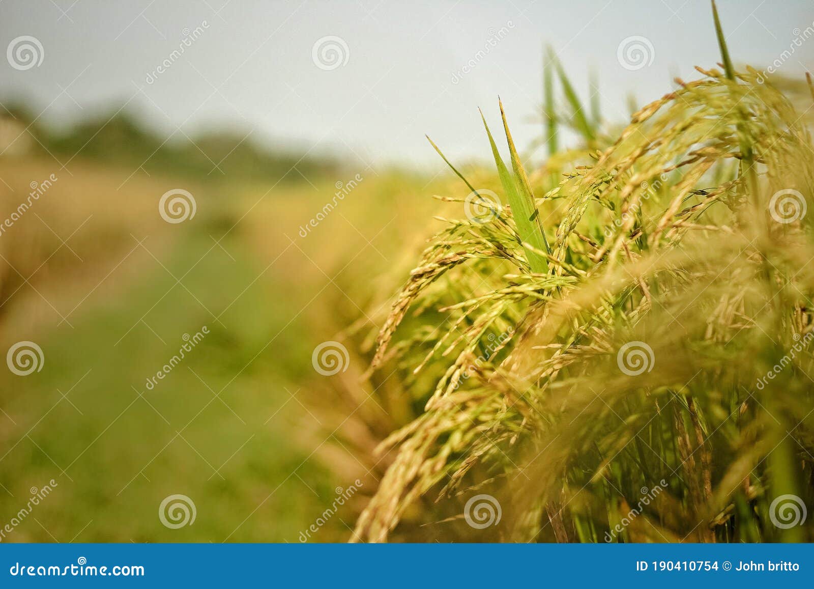 Agriculture- a View of Paddy Field. Nature Stock Photo - Image of ...