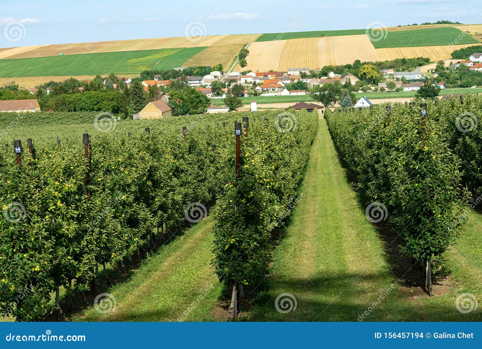 Agriculture. View of Rows of Fruit Trees and Fields with Different ...