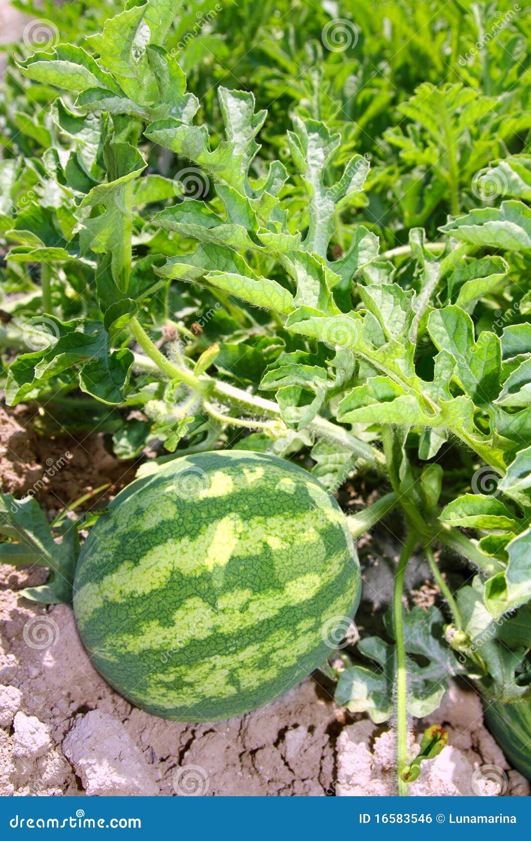 Agriculture Watermelon Field Big Fruit Stock Photo - Image of healthy ...