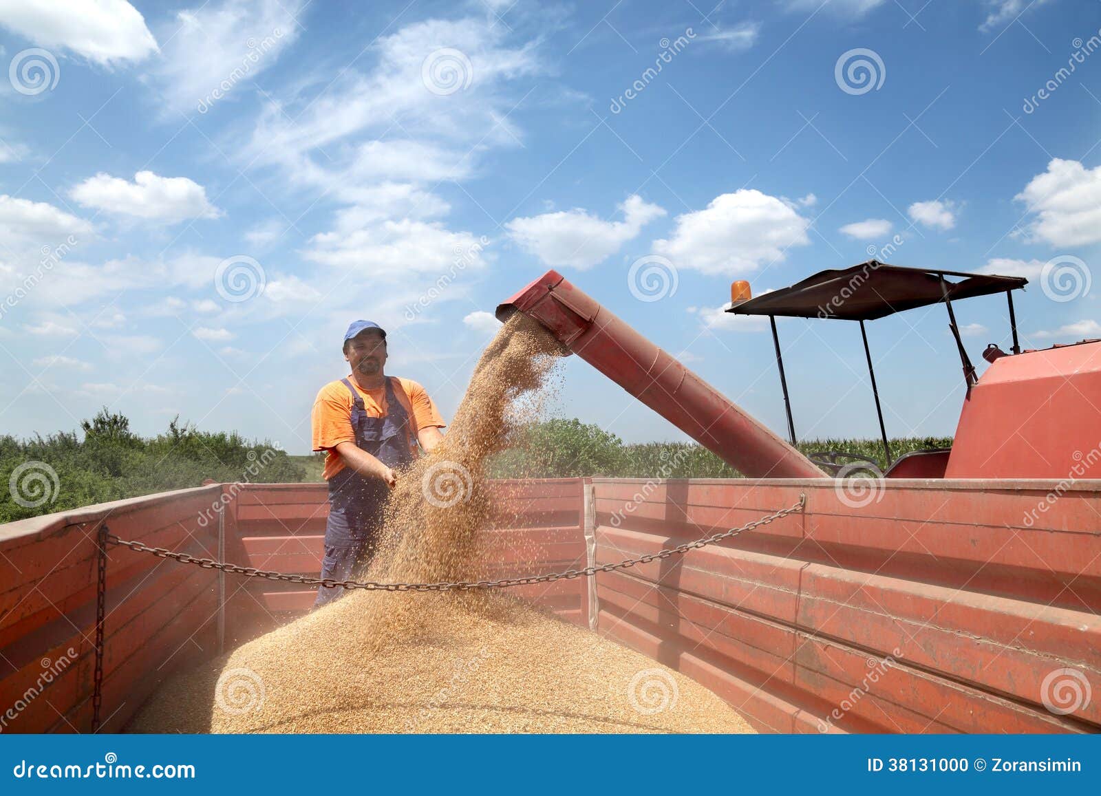 Agriculture, Wheat Harvesting Stock Photo - Image of grain, machine ...