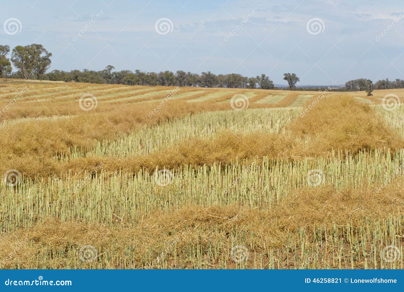 Agriculture stock image. Image of closeup, canola, rural - 46258821