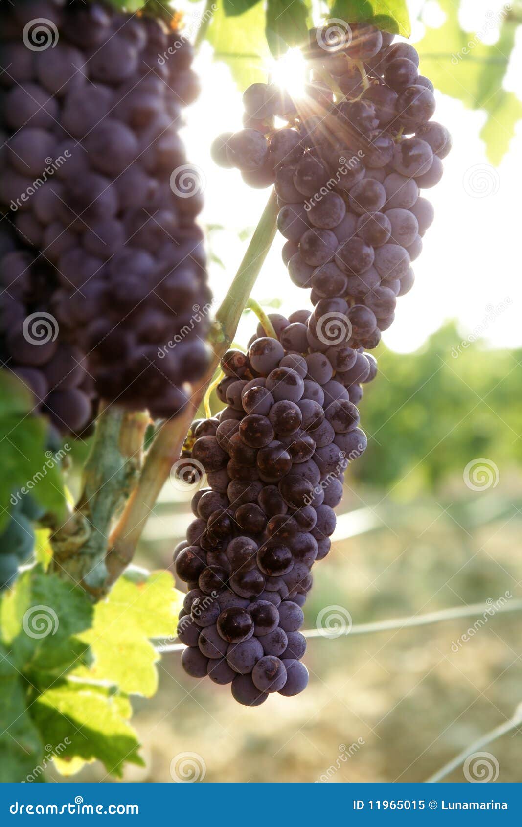 Agriculture Wine Red Grapefruit Field Stock Image - Image of grow ...