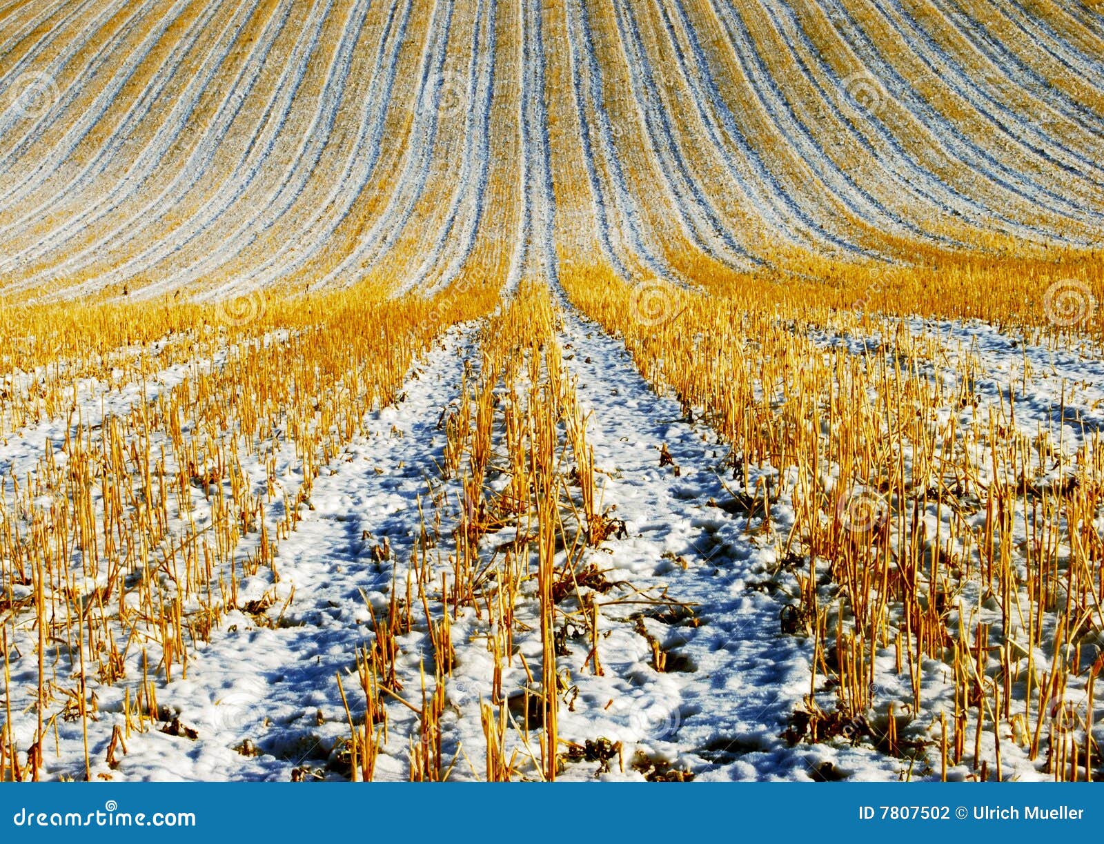 Agriculture Winter stock photo. Image of plant, lines - 7807502