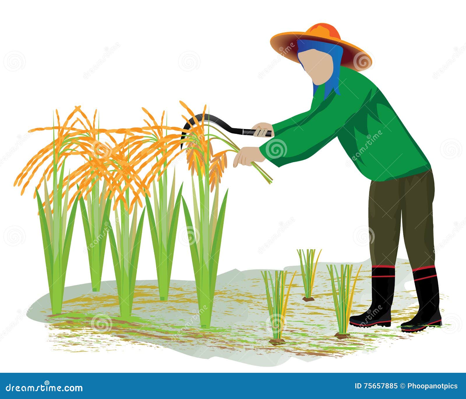 Agriculturist harvest rice stock illustration. Illustration of farm ...