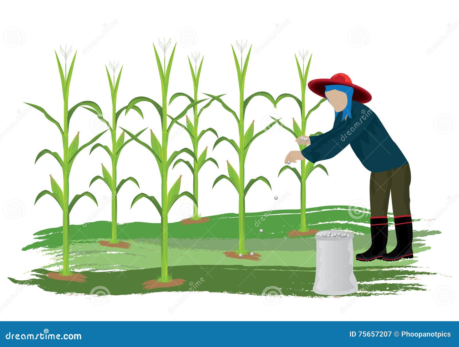 Agriculturist Manure Into Cassava Plant, Vector Illustration ...