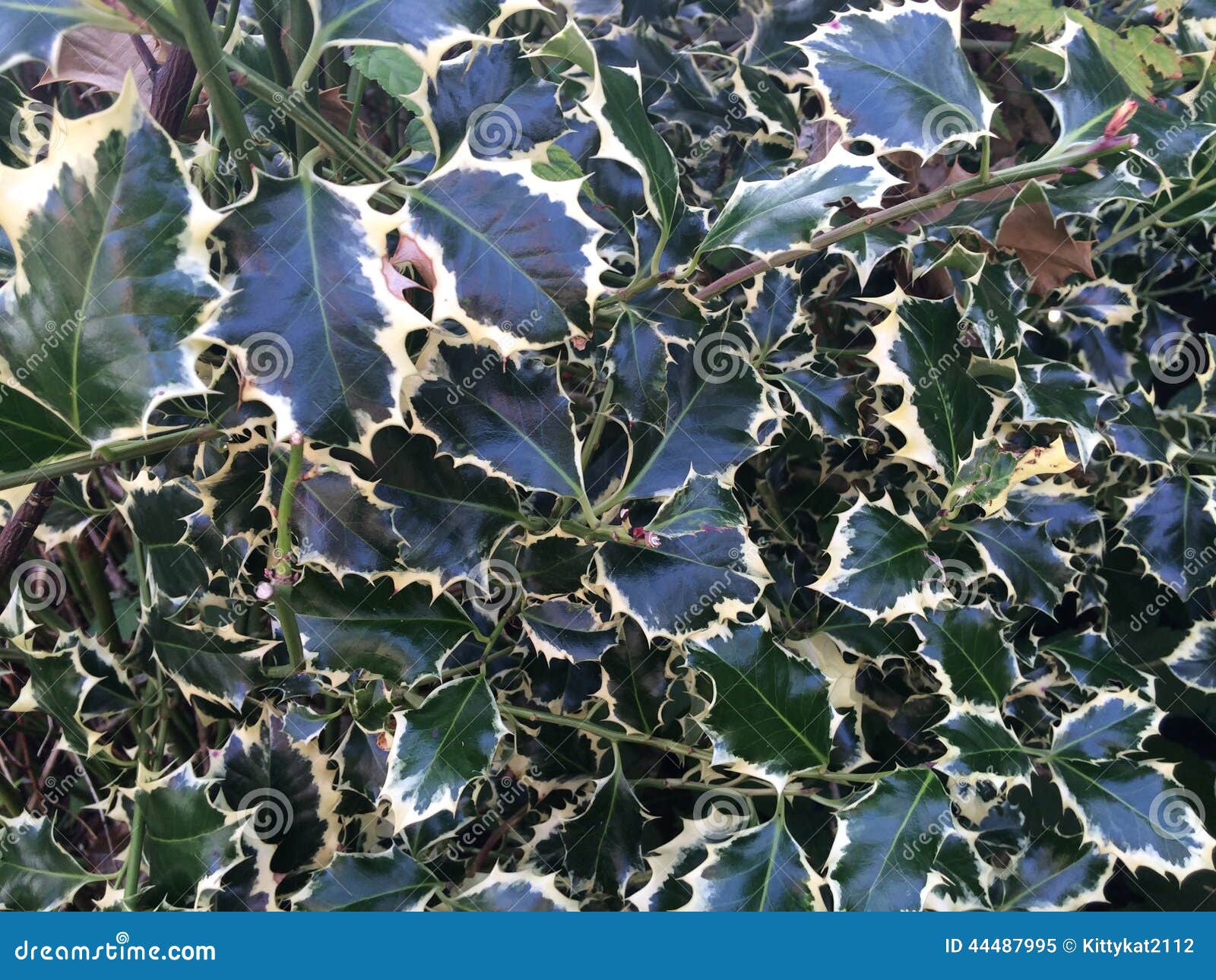Agrifoglio variegato immagine stock. Immagine di giardino - 44487995