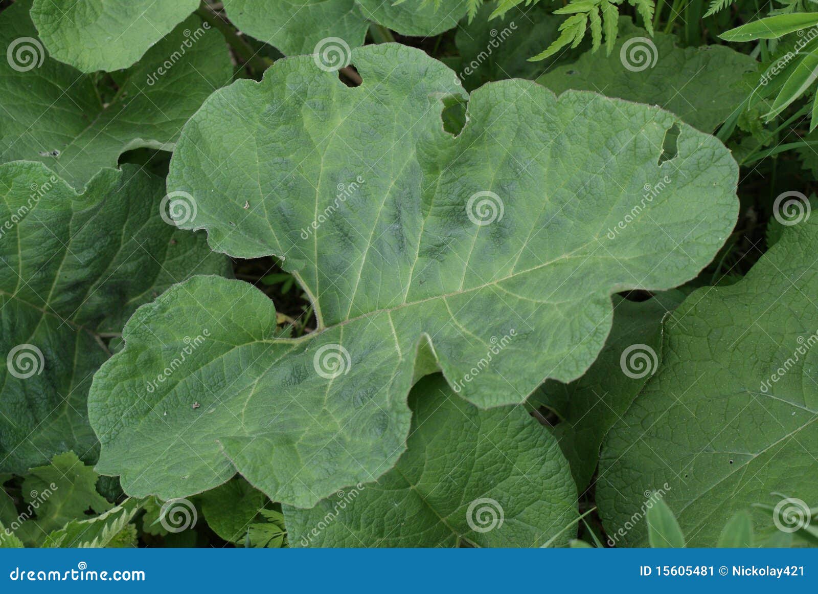 Agrimony patsy stock image. Image of blossom, flower - 15605481