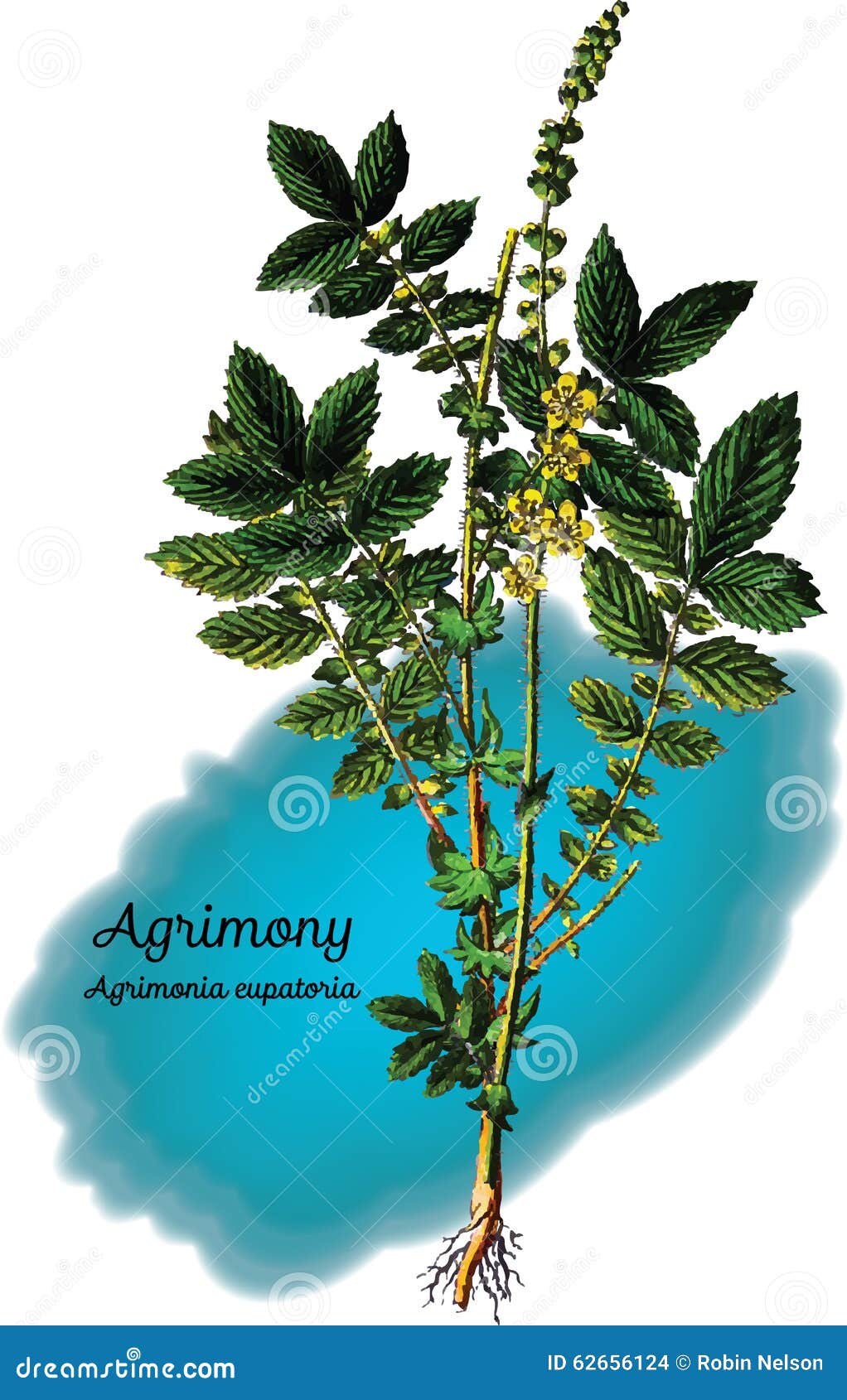 Agrimony, Vintage Engraving Vector Illustration | CartoonDealer.com ...