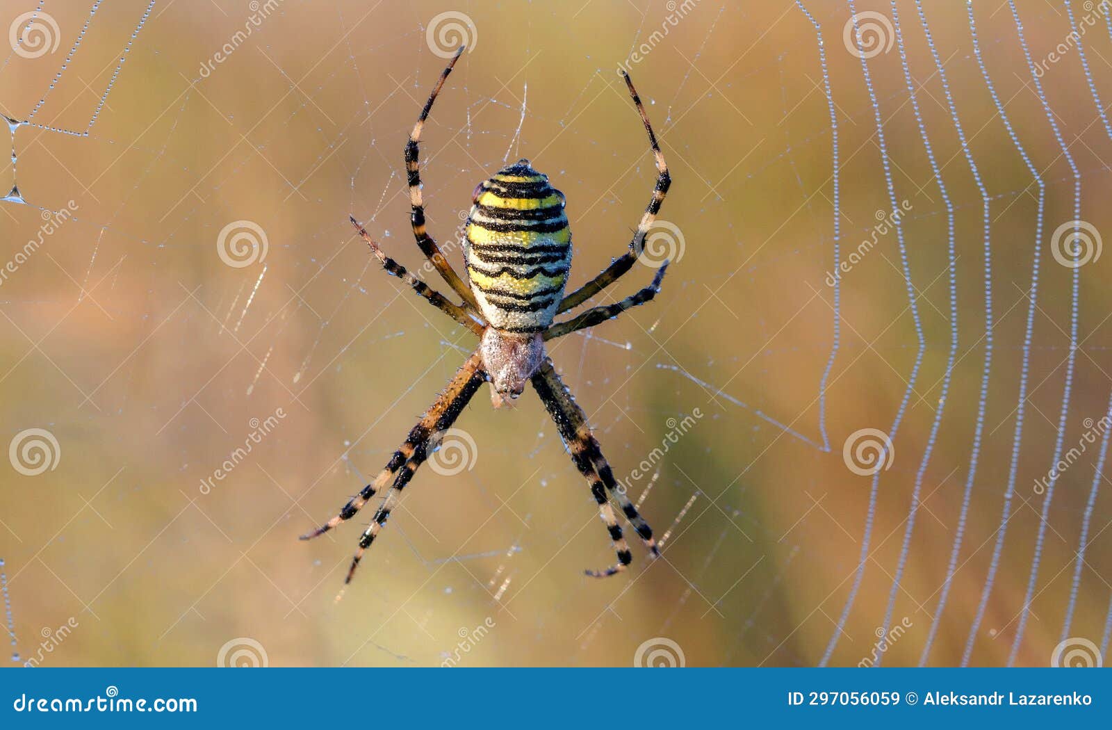 Agriope Spider Sits on Its Web in Summer Stock Image - Image of spider ...