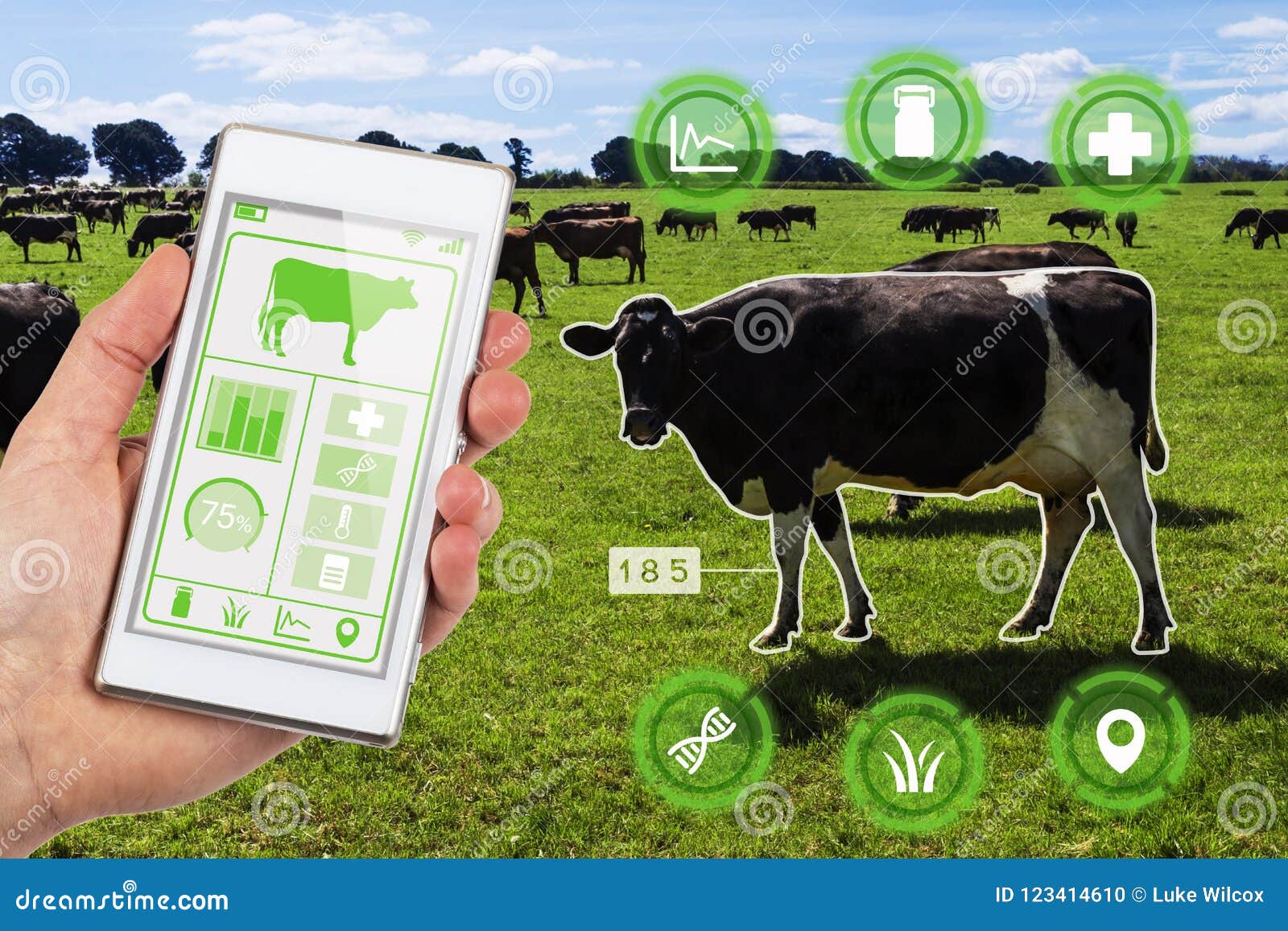 Agritech Concept Smartphone App Accessing Dairy Cows Data and St Stock ...