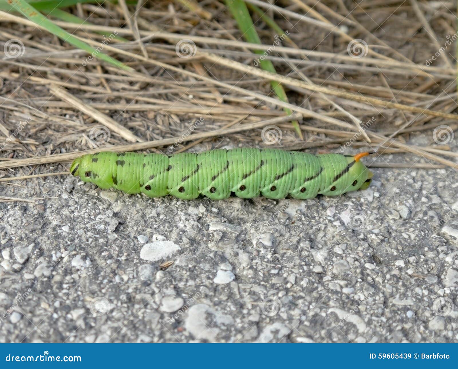 Agrius convolvuli stock image. Image of hawkmoth, insect - 59605439