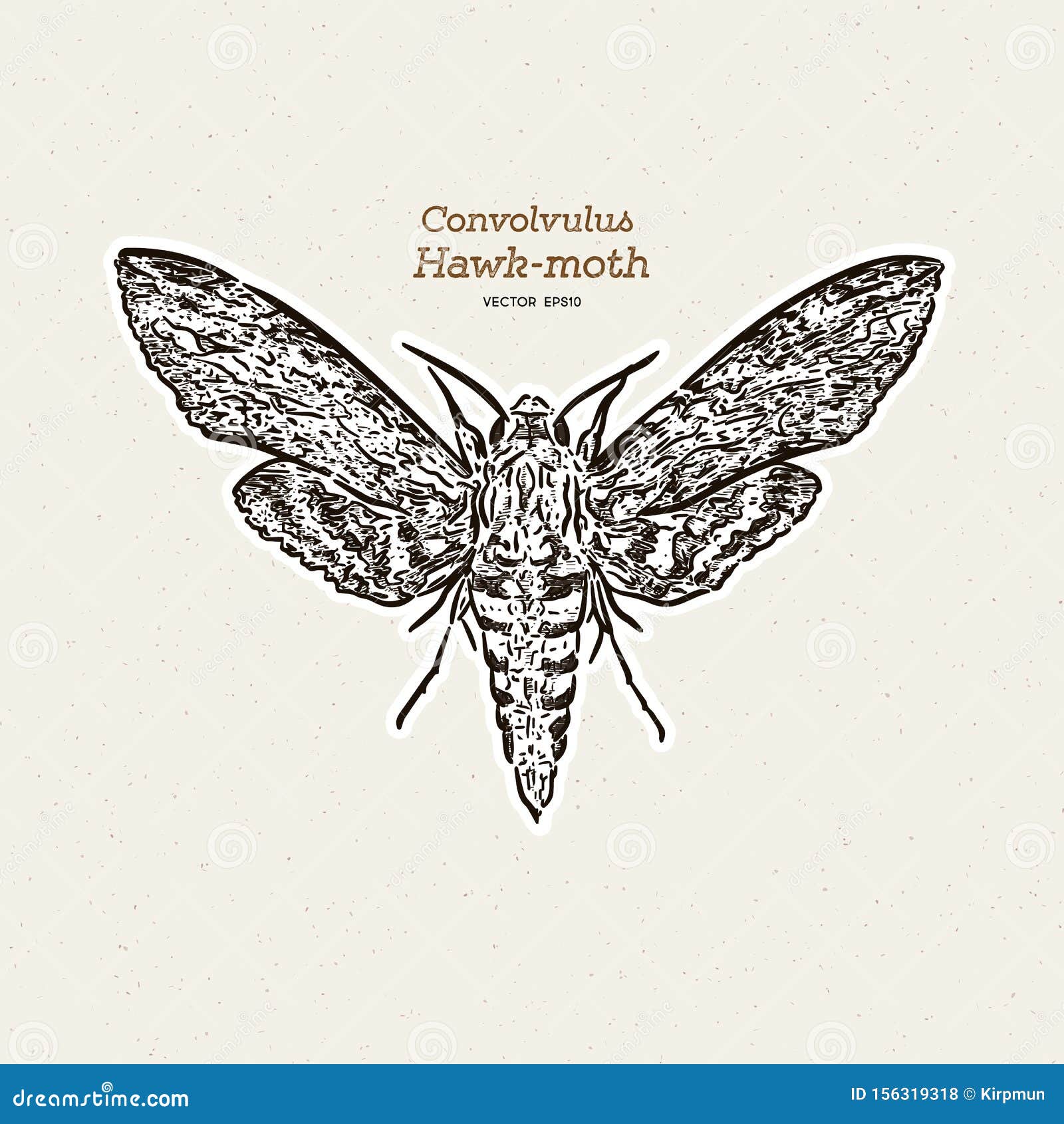 Agrius Convolvuli, the Convolvulus Hawk-moth is a Large Hawk-moth. Hand ...