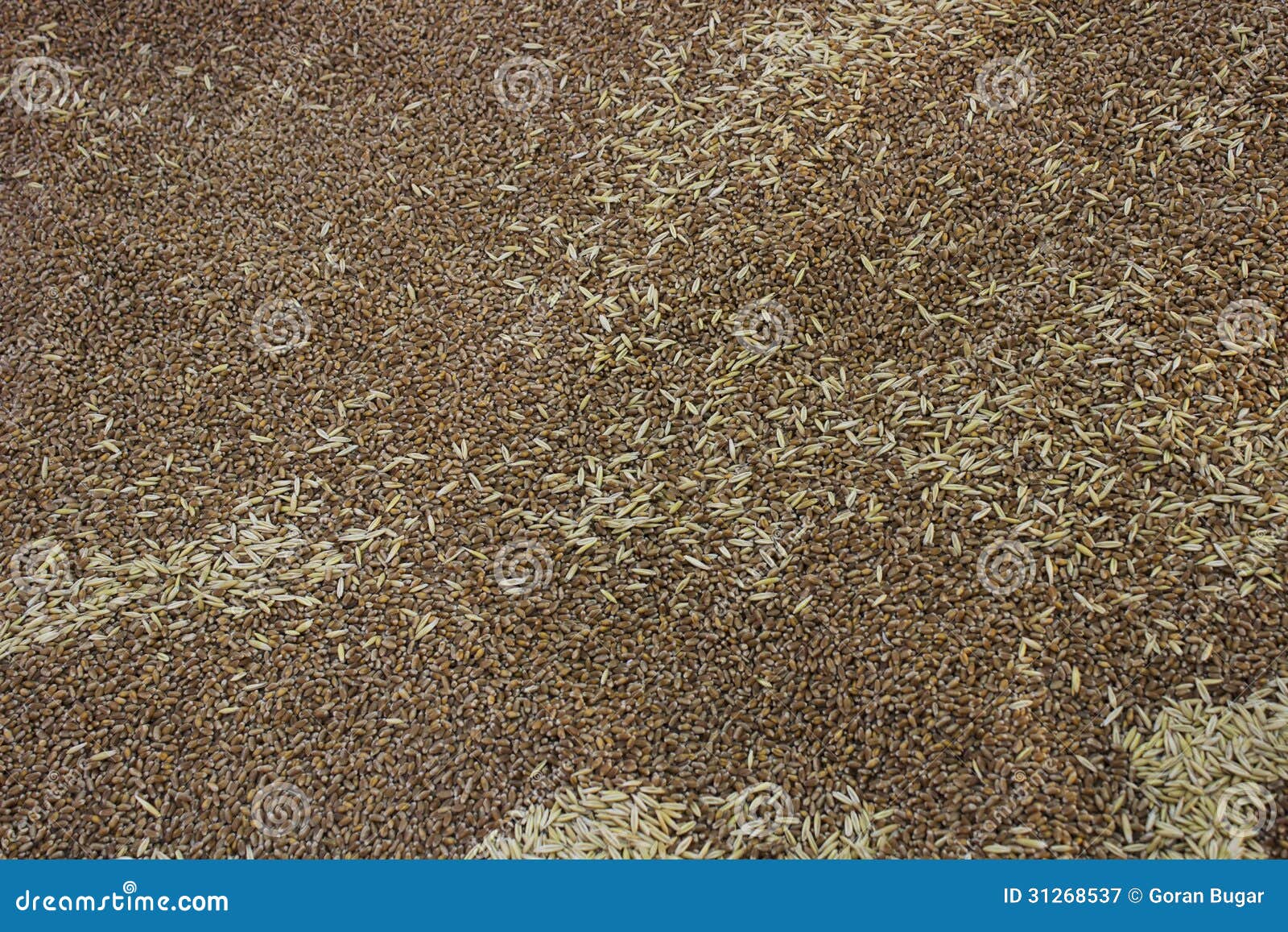 Agro seeds stock image. Image of natural, nutrition, diagonal - 31268537