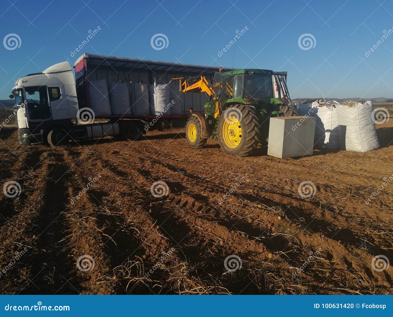 Agro Tractor Loading Potatoes in a Harvest Editorial Image - Image of ...