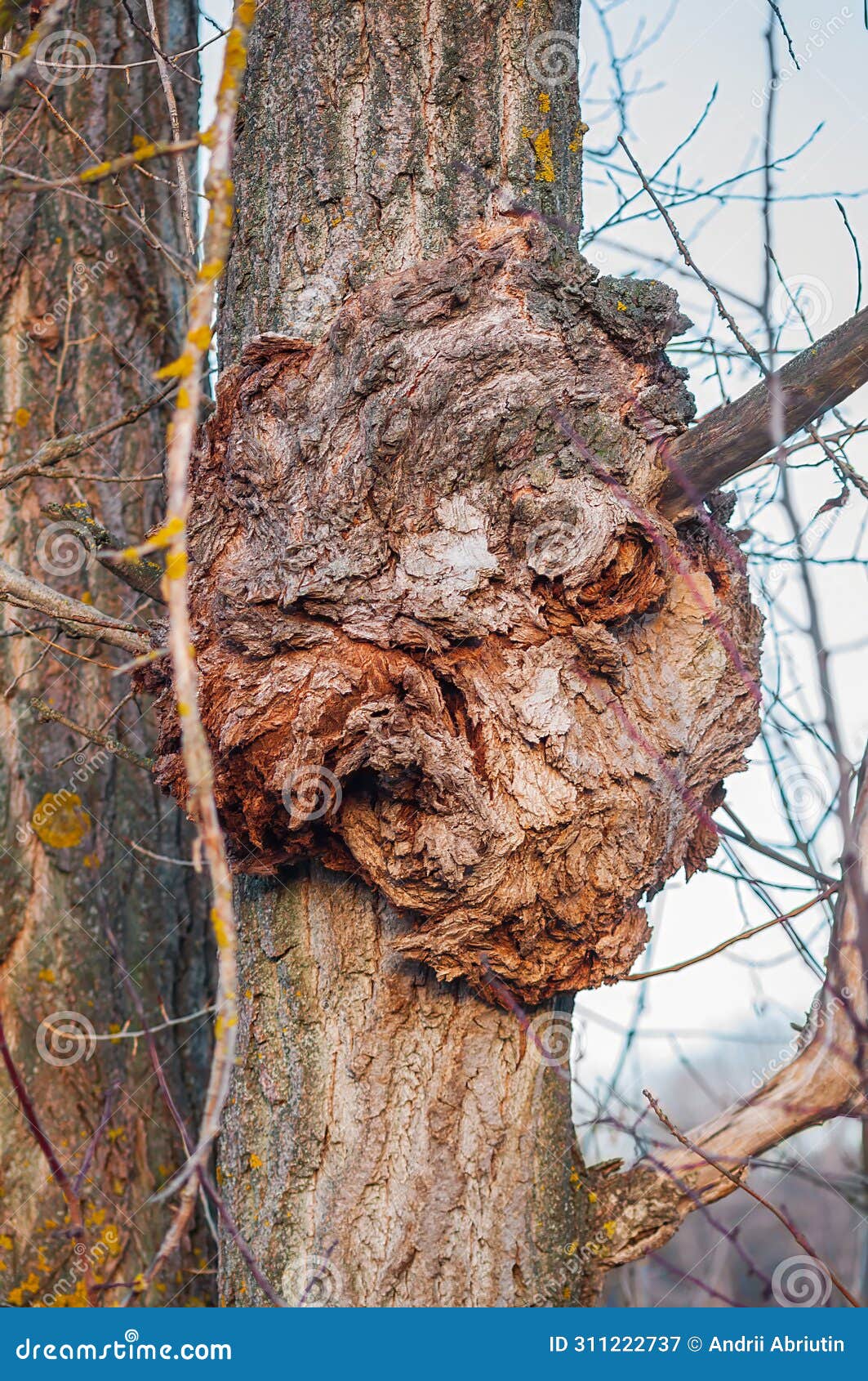 Agrobacterium Radiobacter on Bark, a Unique Tree Ailment Stock Image ...