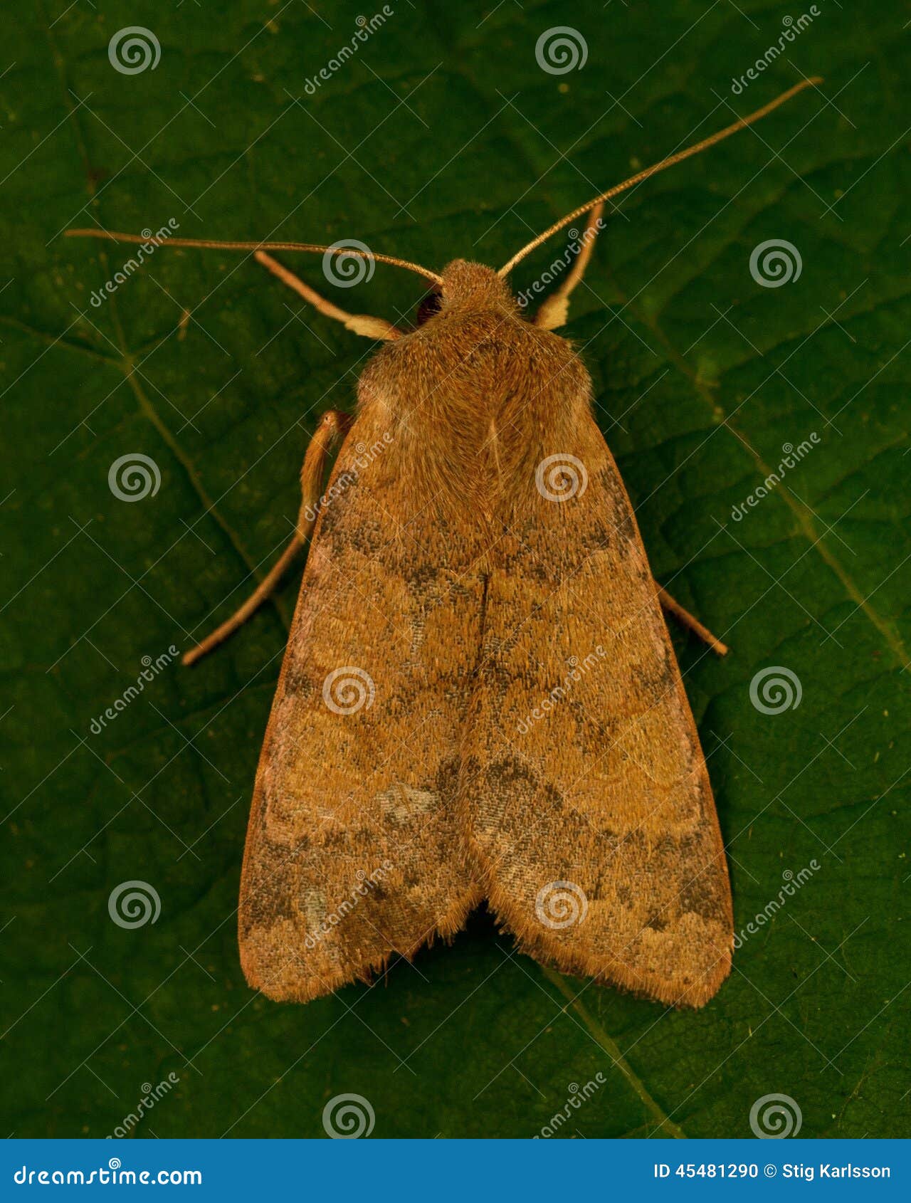 Agrochola Helvola Flounced Chestnut Stock Photo - Image of moth, beauty ...
