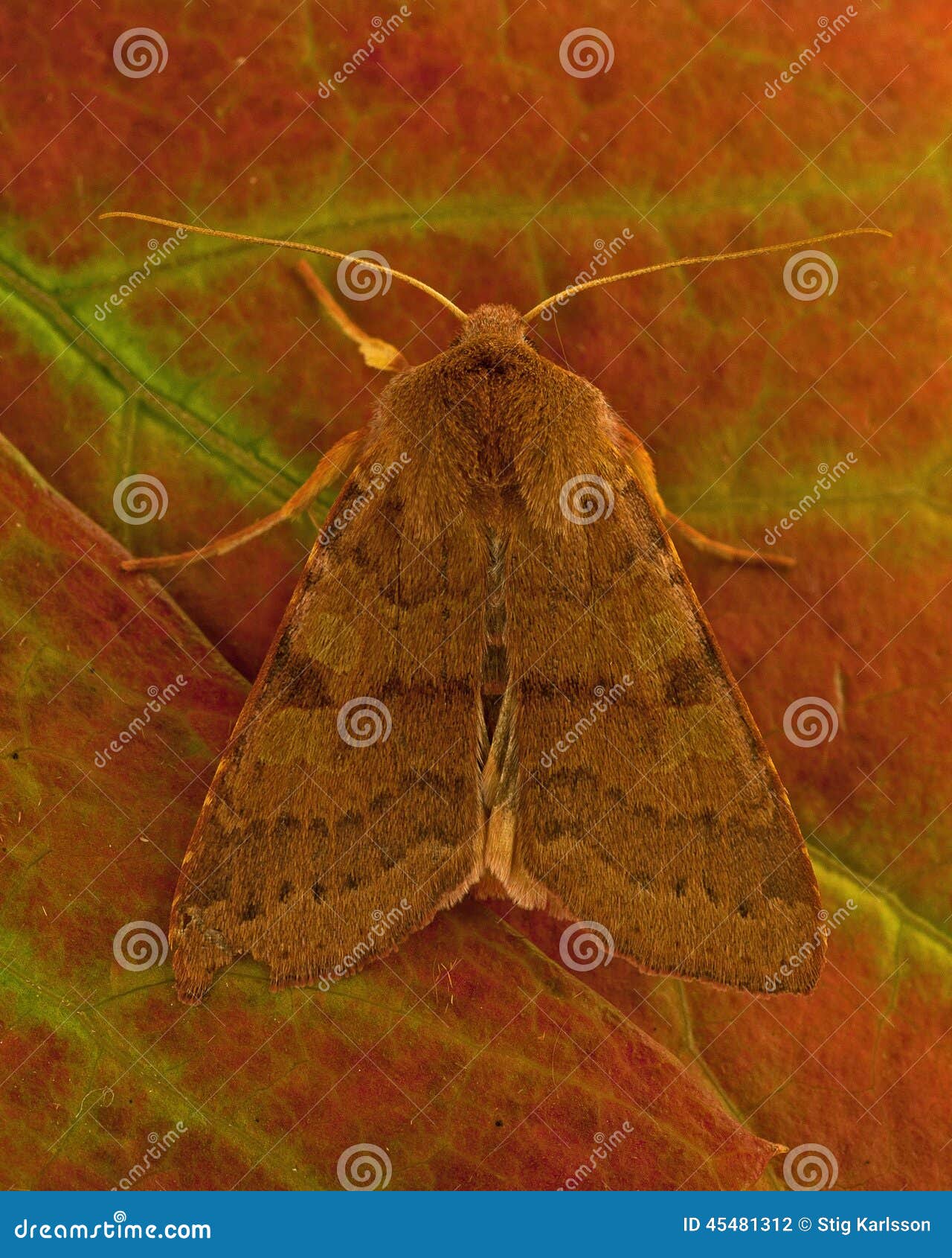 Agrochola Helvola Flounced Chestnut Stock Photo - Image of spot, nature ...