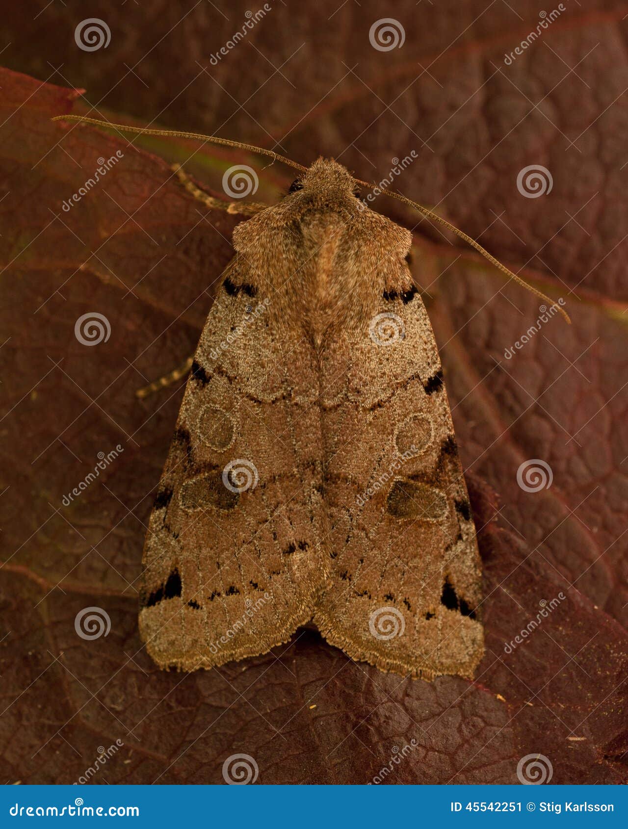 Agrochola Litura, Brown-spot Pinion Stock Image - Image of outdoor ...