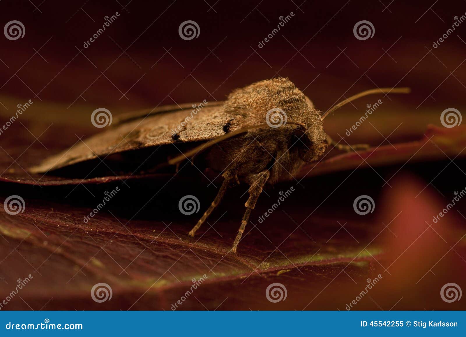Agrochola Litura, Brown-spot Pinion Stock Image - Image of large ...