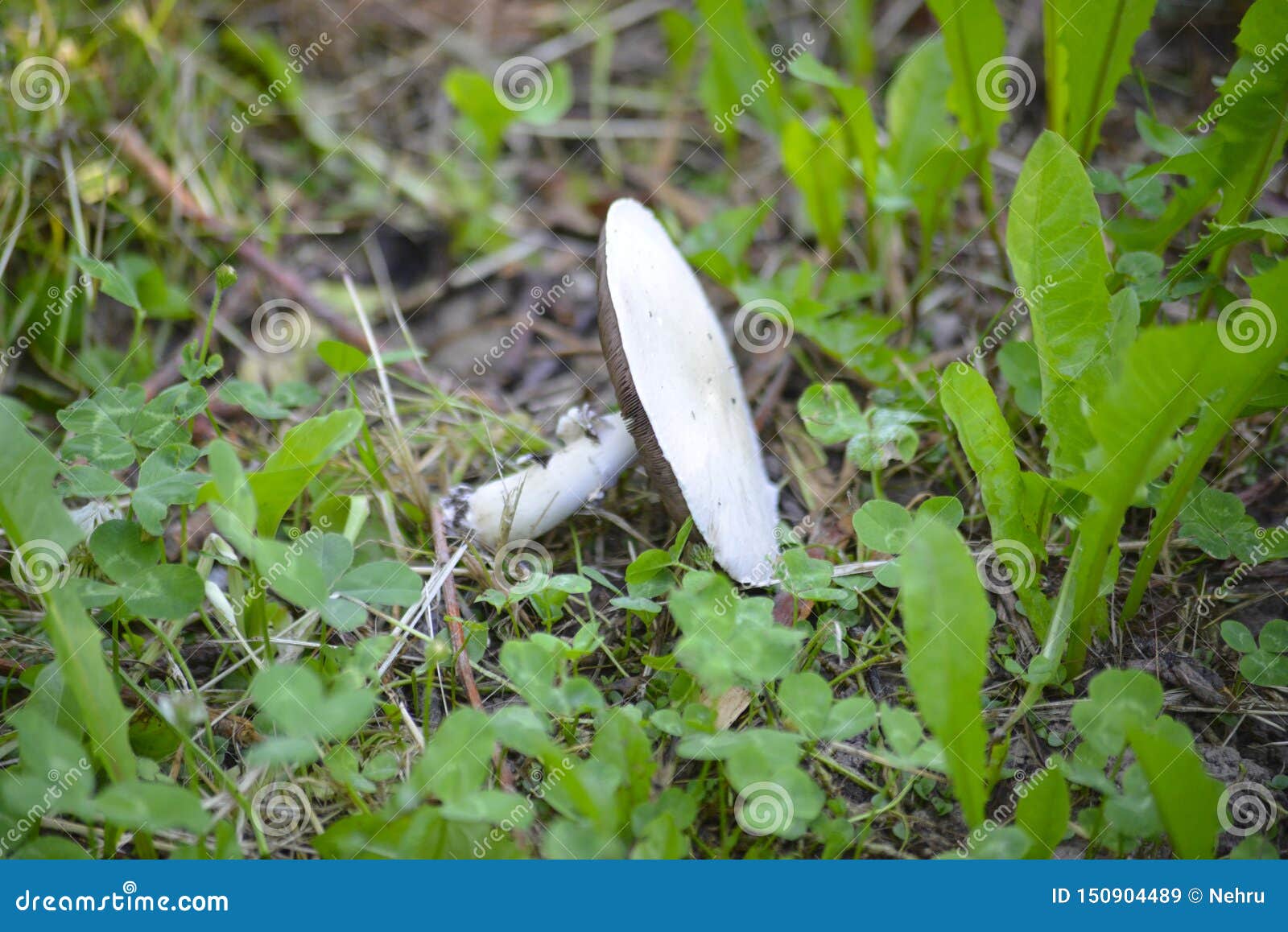 Agrocybe Praecox, Spring Fieldcap Mushroom Stock Image - Image of root ...