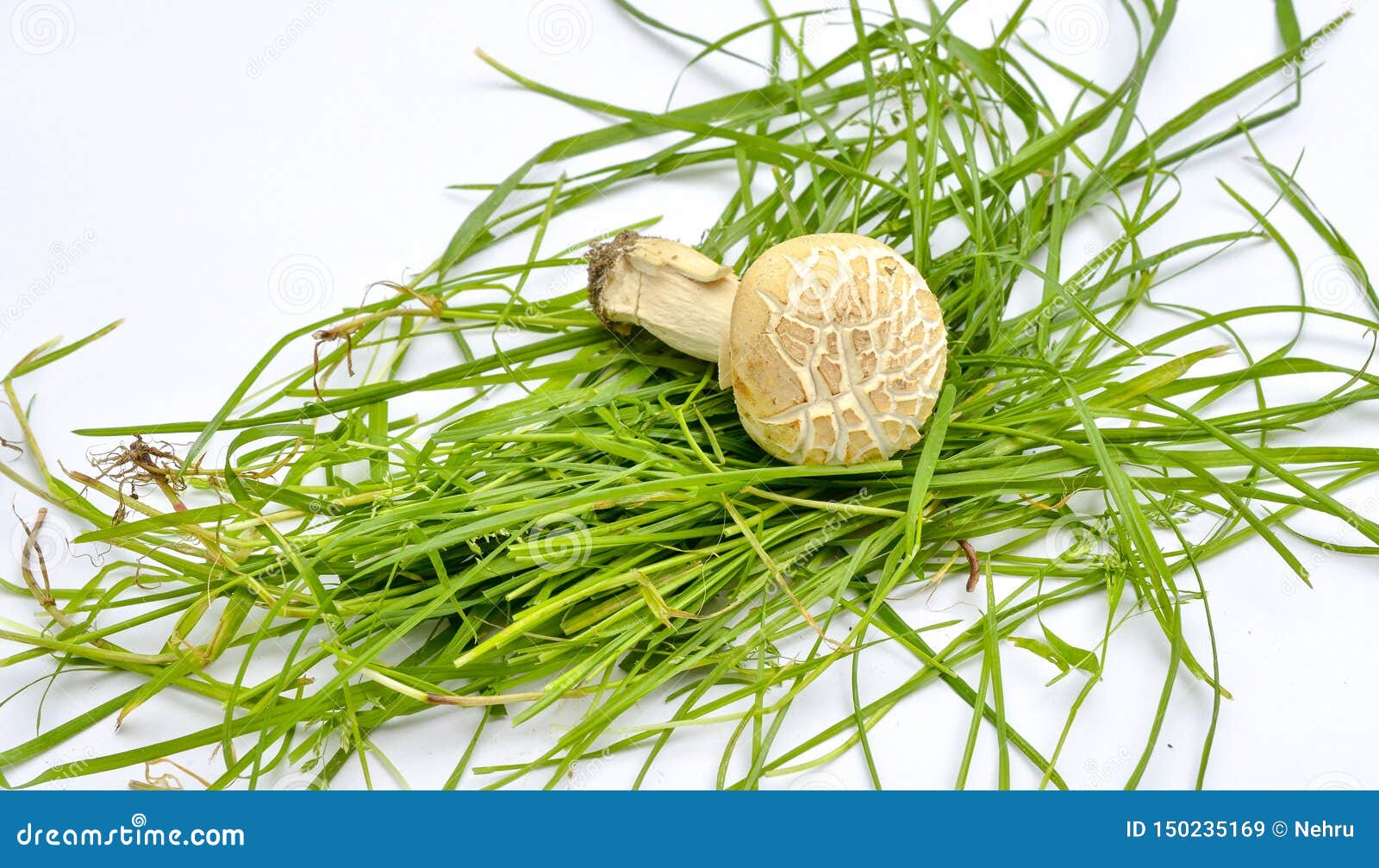 Agrocybe Praecox, Spring Fieldcap Mushroom Stock Image - Image of ...