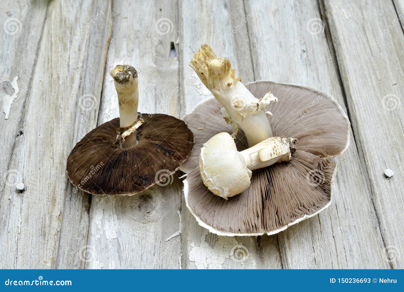 Agrocybe Praecox, Spring Fieldcap Mushroom Stock Image - Image of plant ...