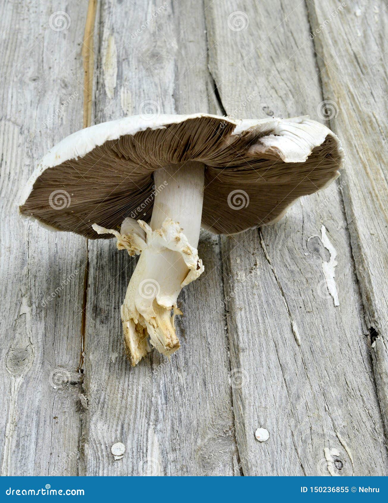 Agrocybe Praecox, Spring Fieldcap Mushroom Stock Image - Image of ...