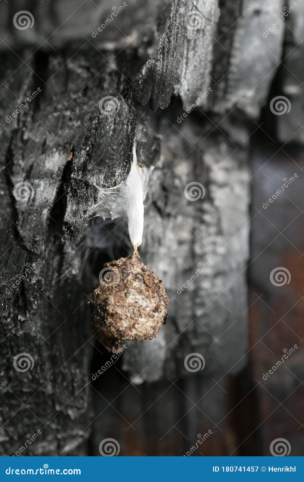 Agroeca Brunnea Eggsac on Burn Pine Bark Stock Image - Image of bark ...