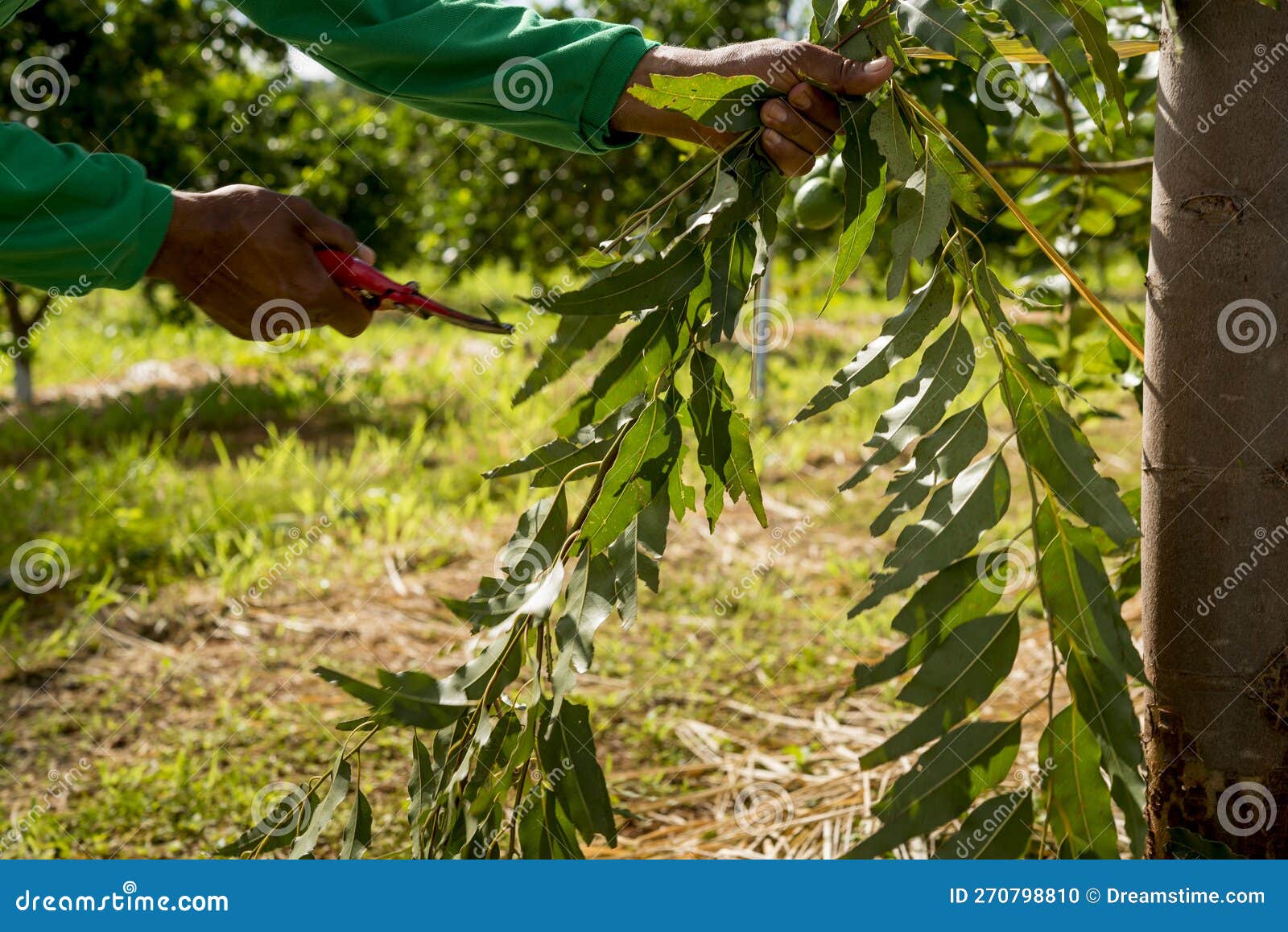 Agroforestry System, Hands of Man Pruning Eucalyptus Stock Photo ...