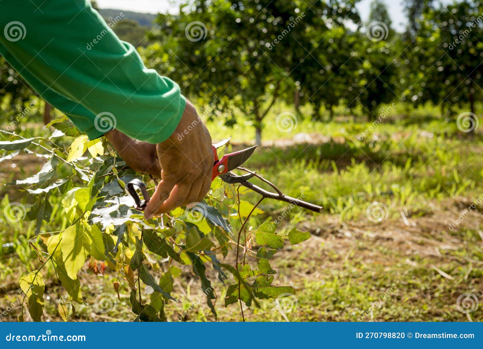 Agroforestry System With Multi-cropping Farming System. Trees. Royalty ...
