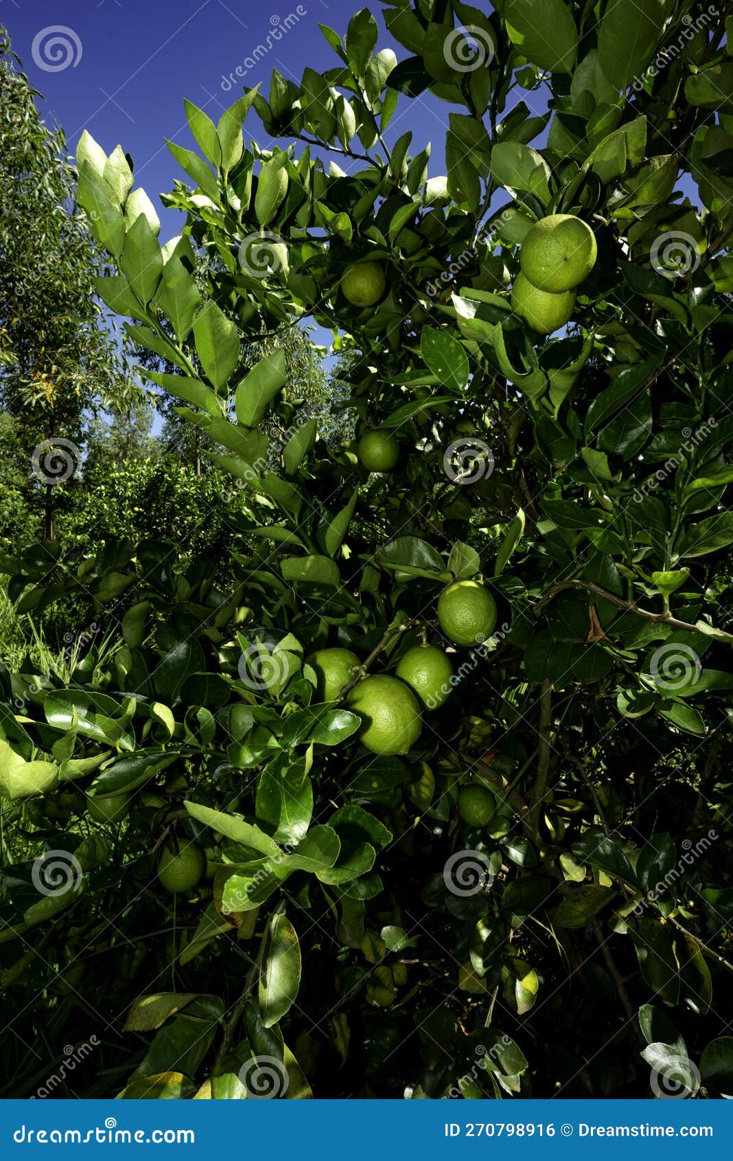 Agroforestry System With Multi-cropping Farming System. Trees. Royalty ...