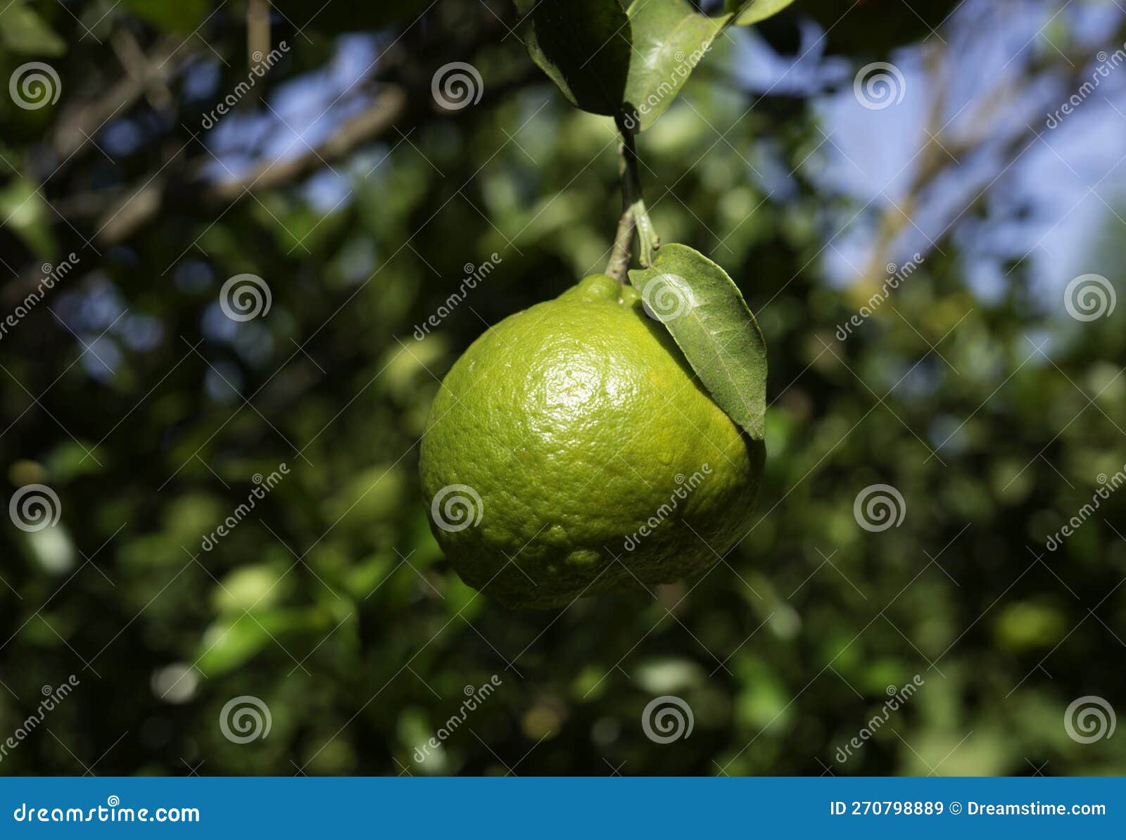 Agroforestry System With Multi-cropping Farming System. Trees. Royalty ...