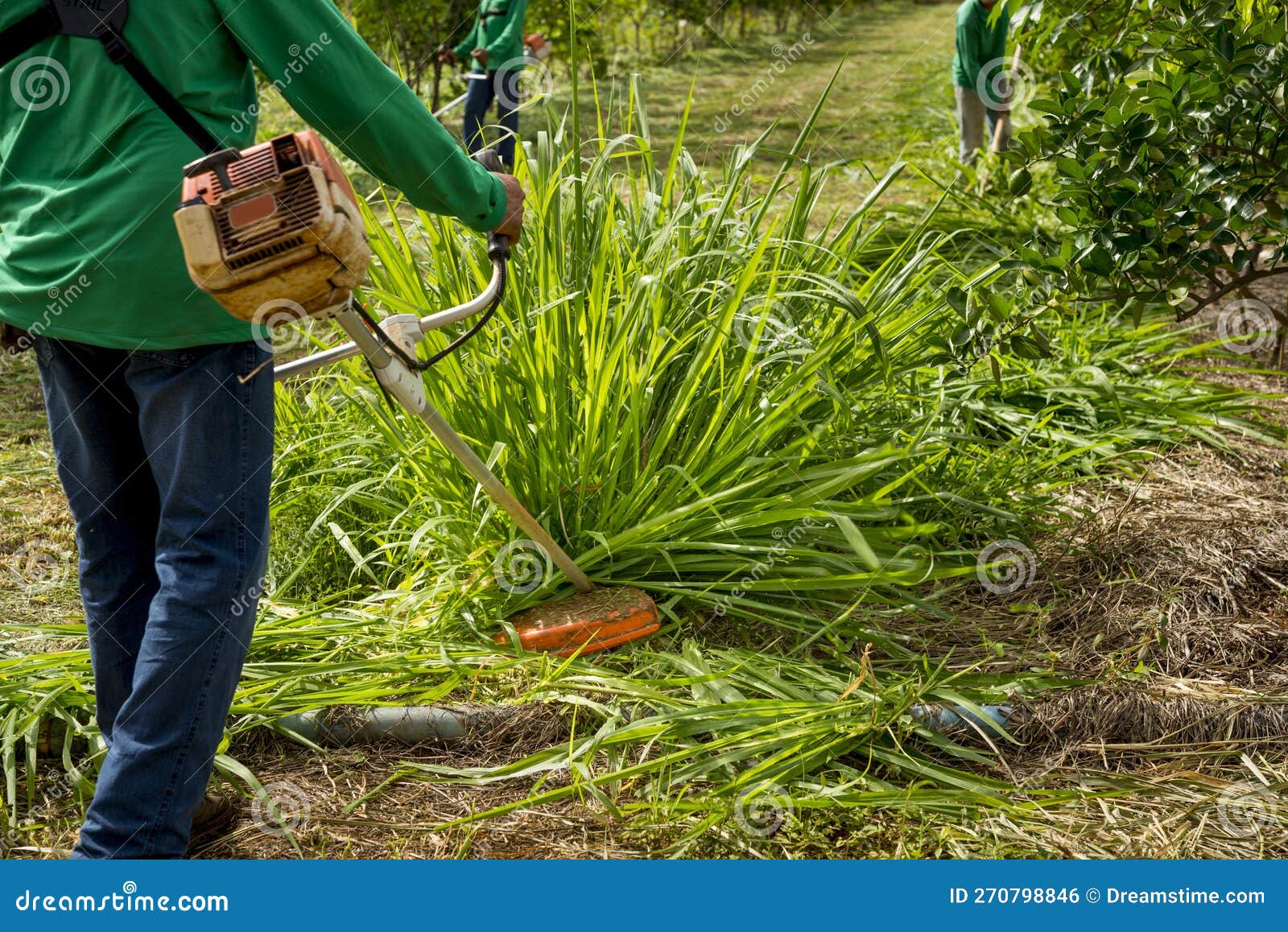 Agroforestry System, Men Working on Grass Pruning Stock Photo - Image ...