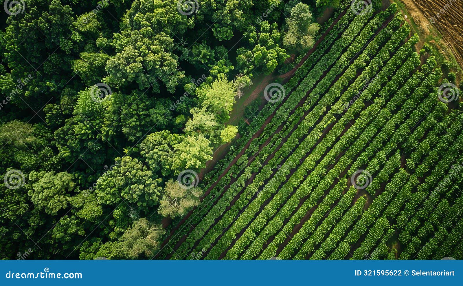 Agroforestry Systems for Diverse Crops Stock Illustration ...