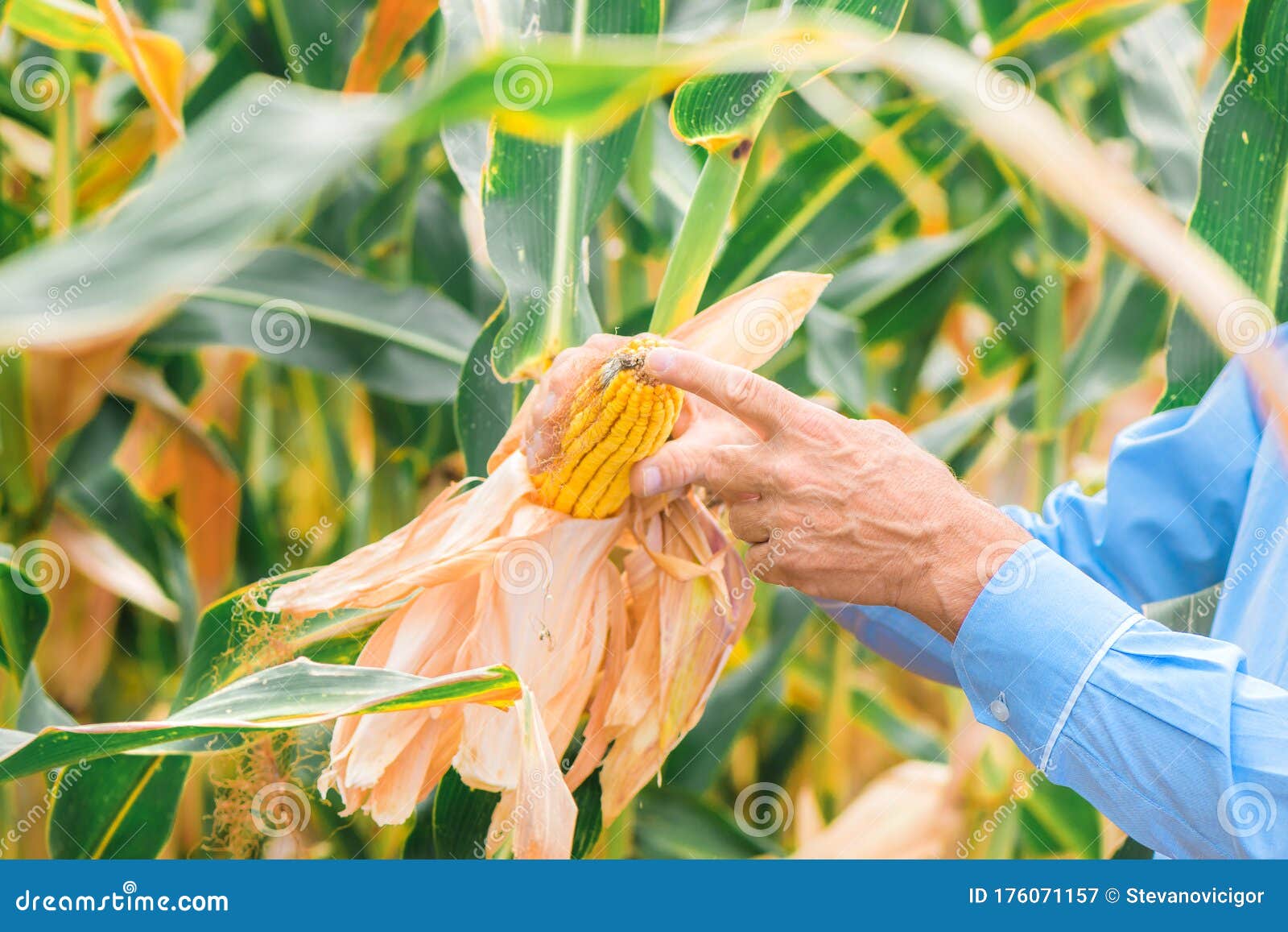 Agronomist Analyzing Ripe Corn on the Cob Stock Image - Image of growth ...