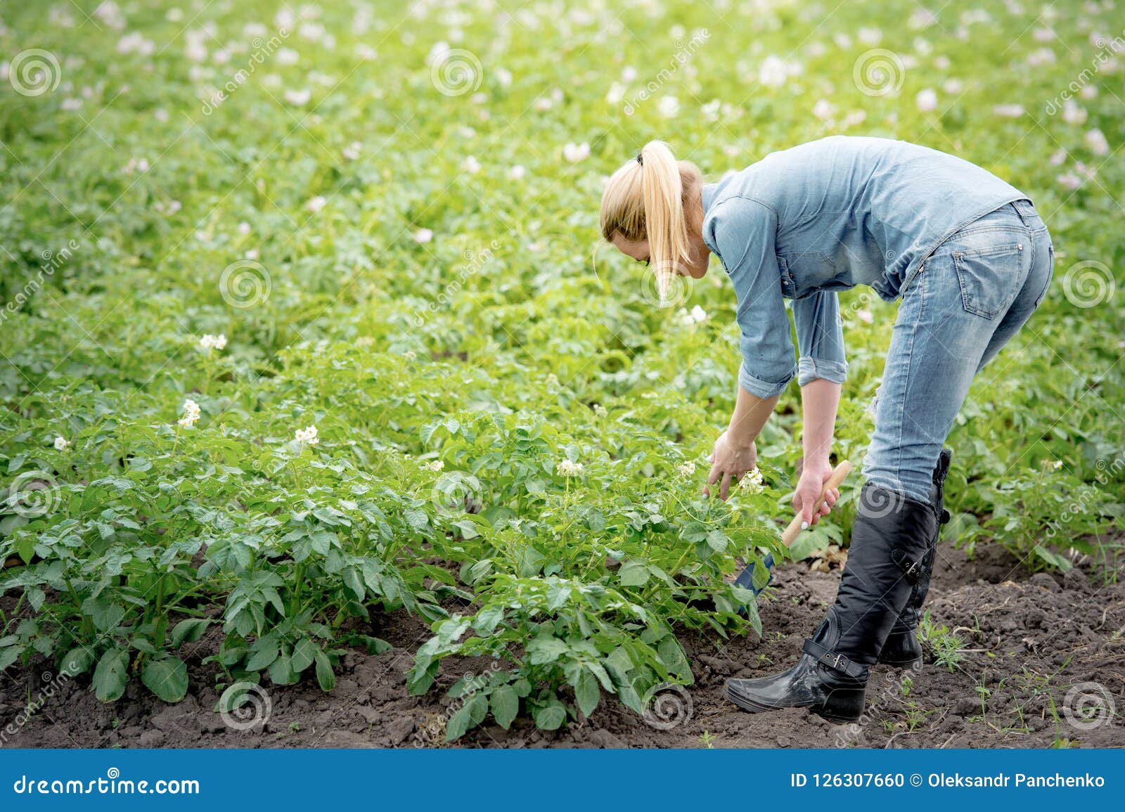 Agronomist Caring for the Growing Crop Stock Photo - Image of ...