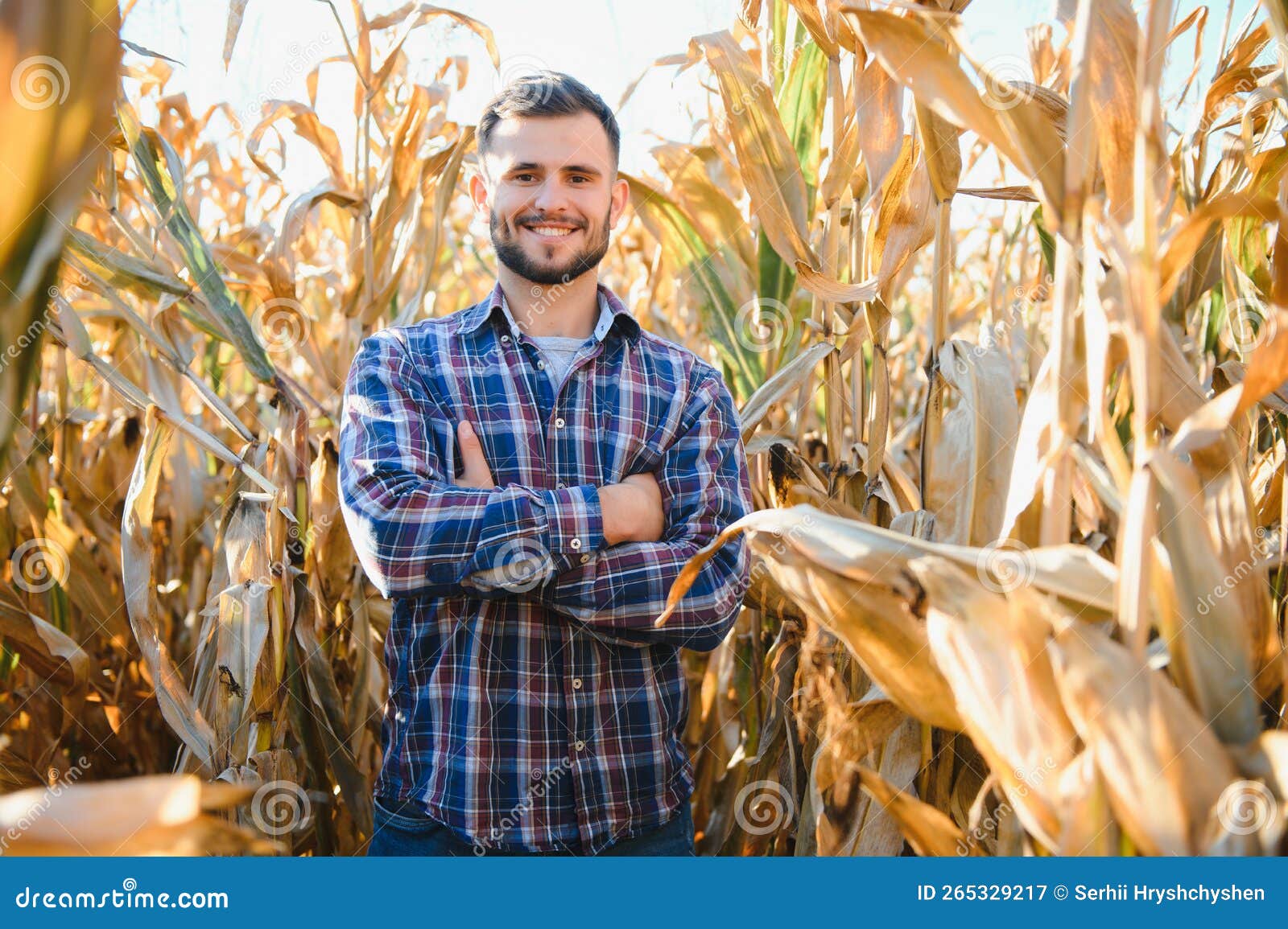 Agronomist Checking Corn If Ready for Harvest. Portrait of Farmer ...