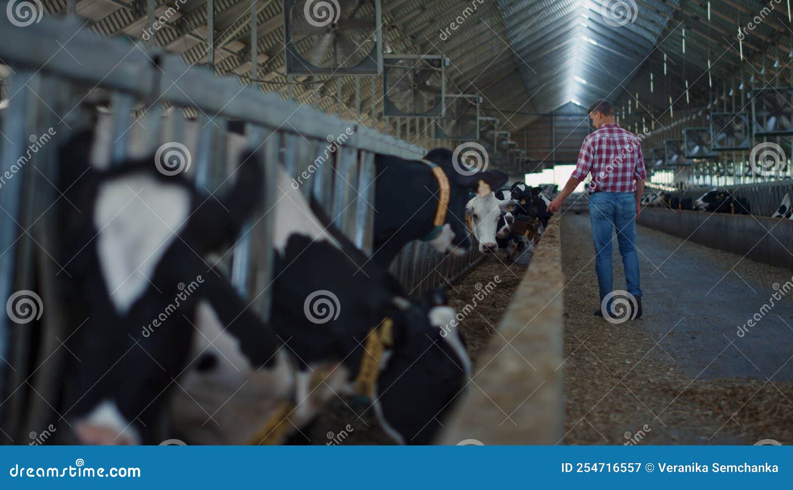 Agronomist Checking Cows Barn Walking between Stall Rows on Cattle Farm ...
