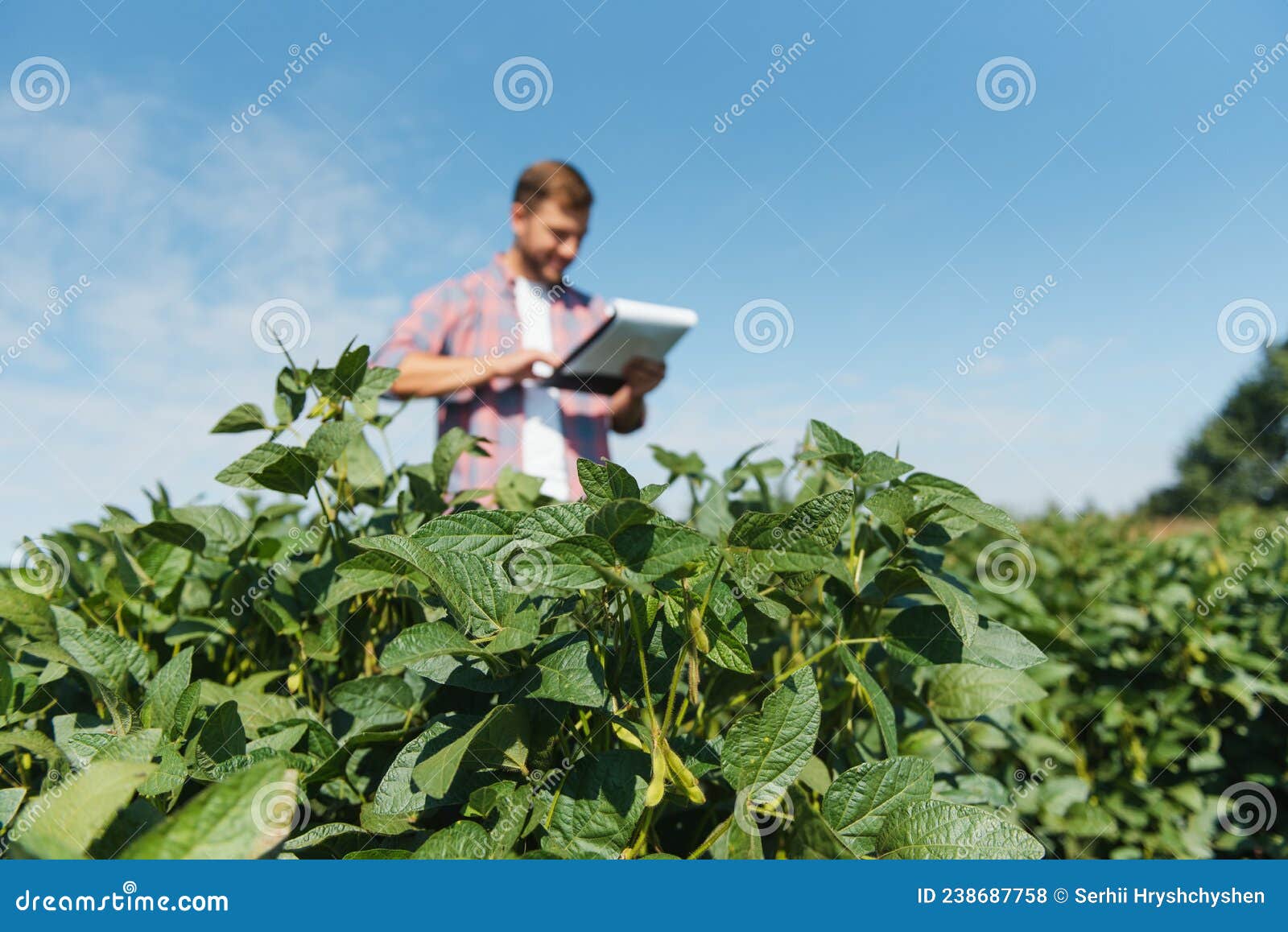 Agronomist or Farmer Examining Crop of Soybeans Field Stock Photo ...