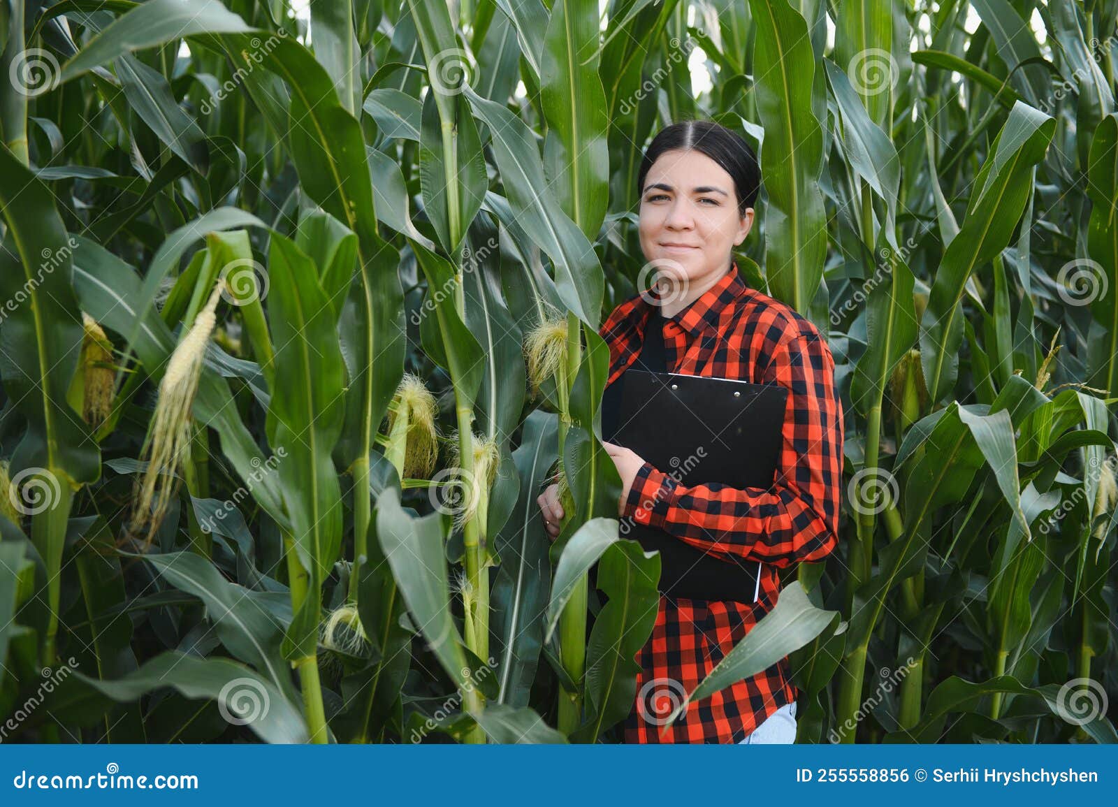 Agronomist Farmer Woman In Corn Field Female Farm Worker Analyzing Crop Development Stock