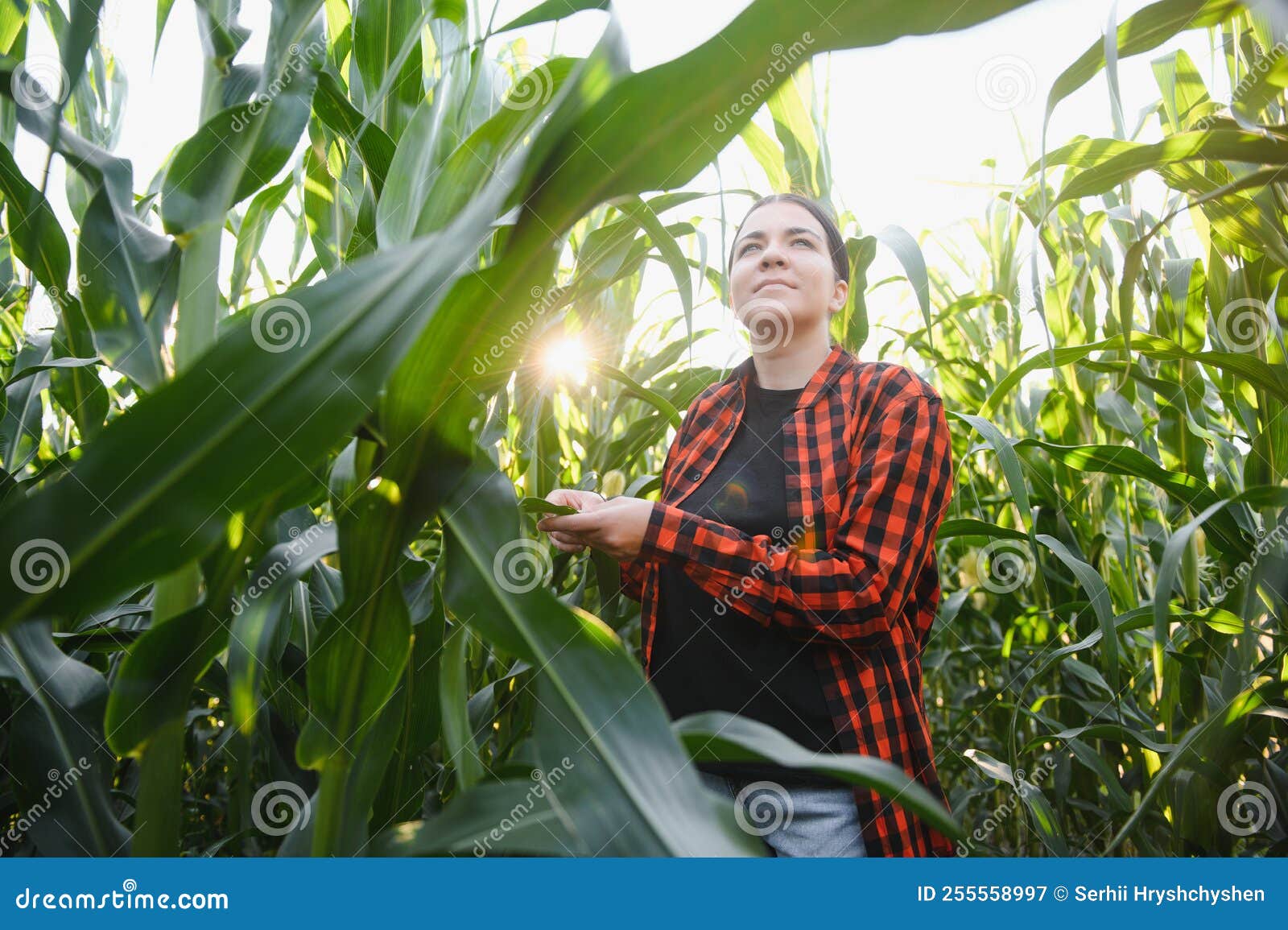 Agronomist Farmer Woman In Corn Field Female Farm Worker Analyzing Crop Development Stock