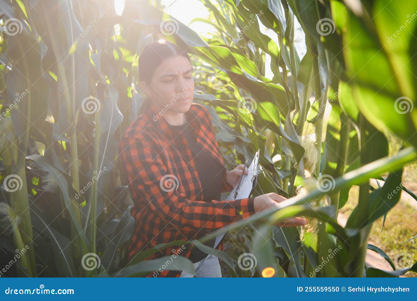 Agronomist Farmer Woman In Corn Field Female Farm Worker Analyzing Crop Development Stock