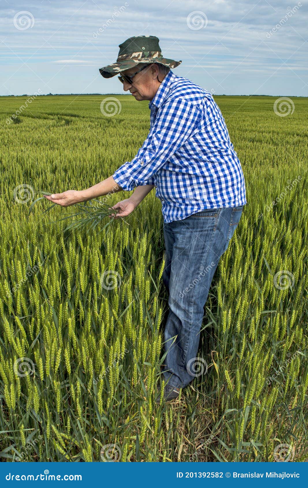 Agronomist in the Grain Field Stock Photo - Image of handful, expert ...