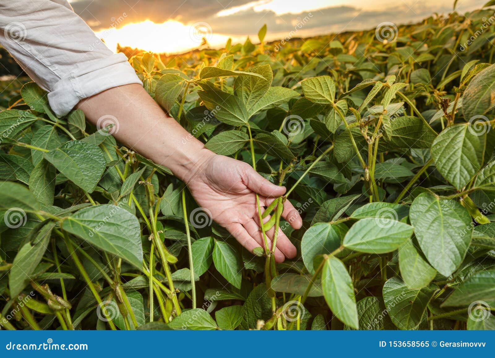 Agronomist Inspecting Soya Bean Crops Stock Image - Image of farming ...