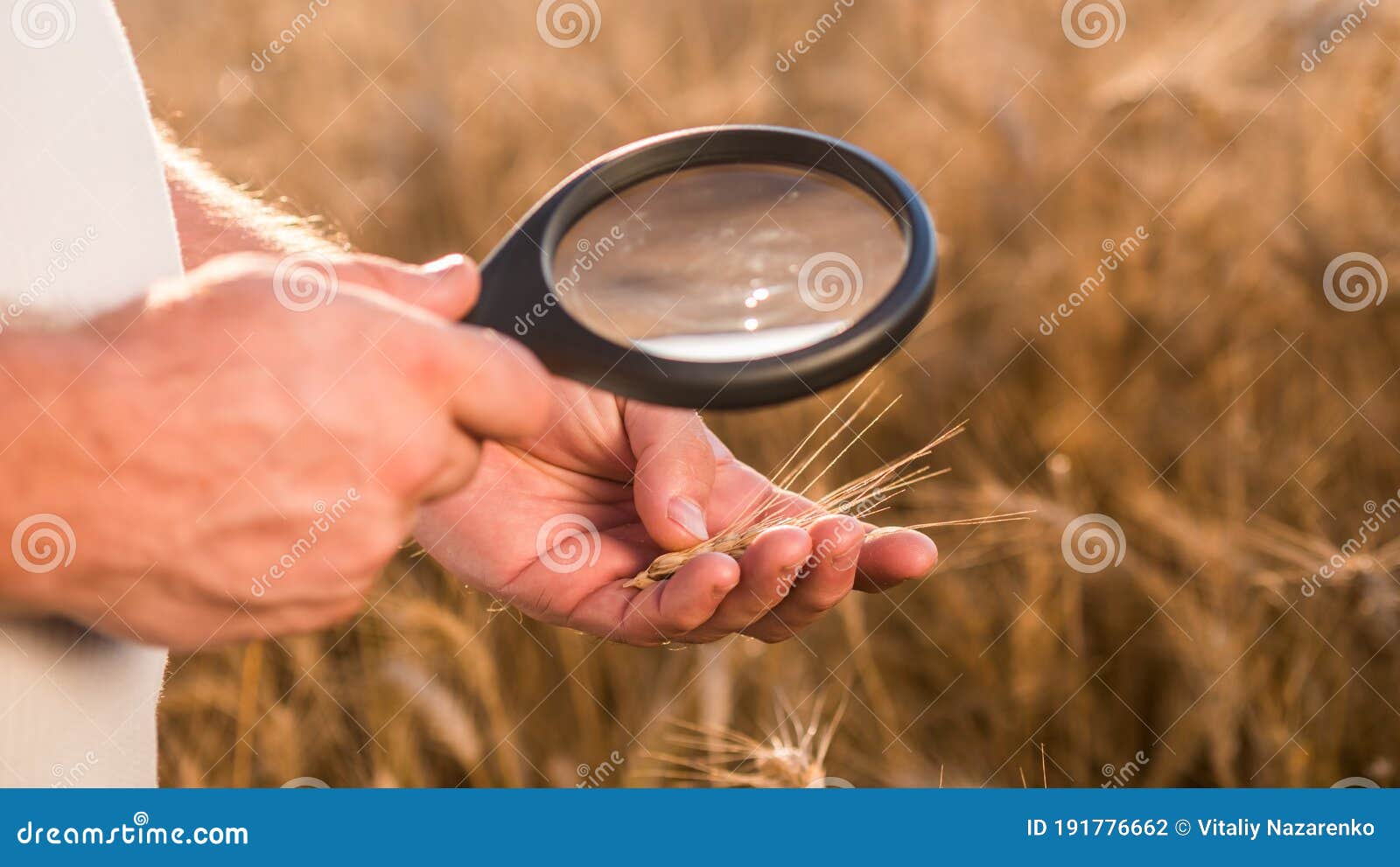 An Agronomist Studies Wheat Spikes through a Magnifying Glass Stock ...